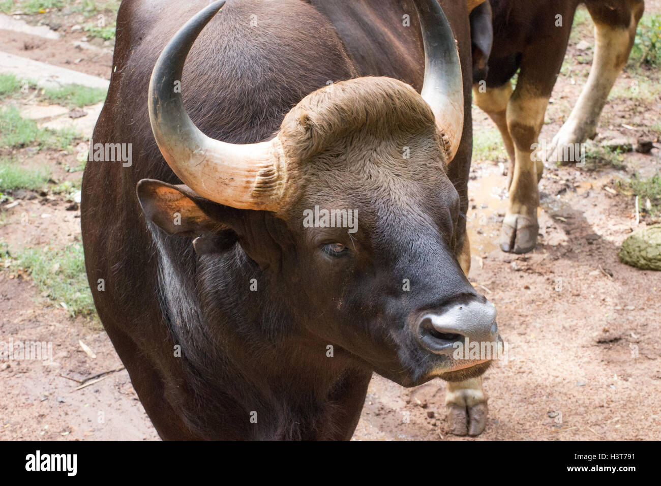 Gaur ( Bos gaurus Stock Photo - Alamy