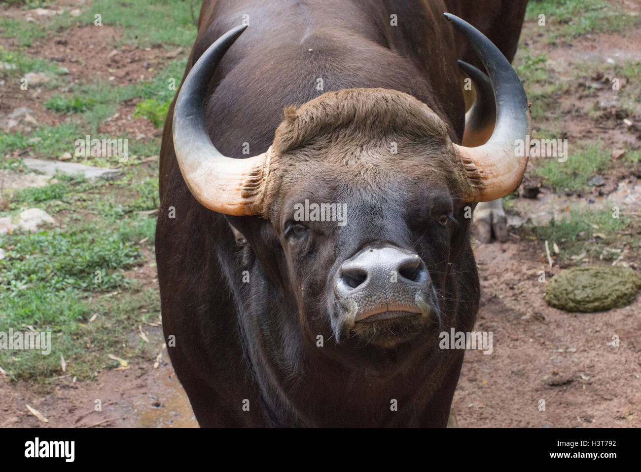Gaur indian bison hi-res stock photography and images - Alamy