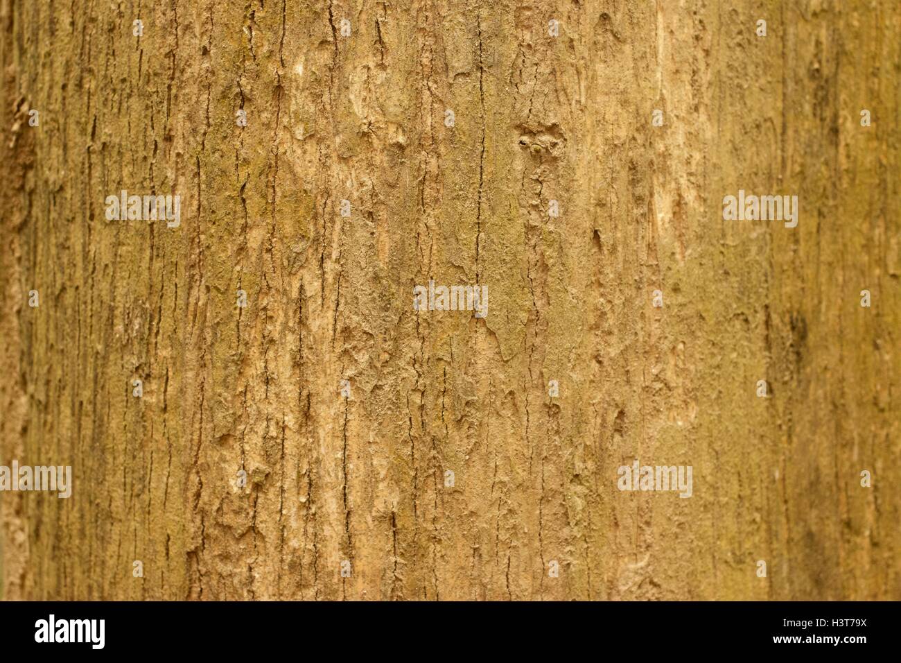 Teak teak texture hi-res stock photography and images - Alamy