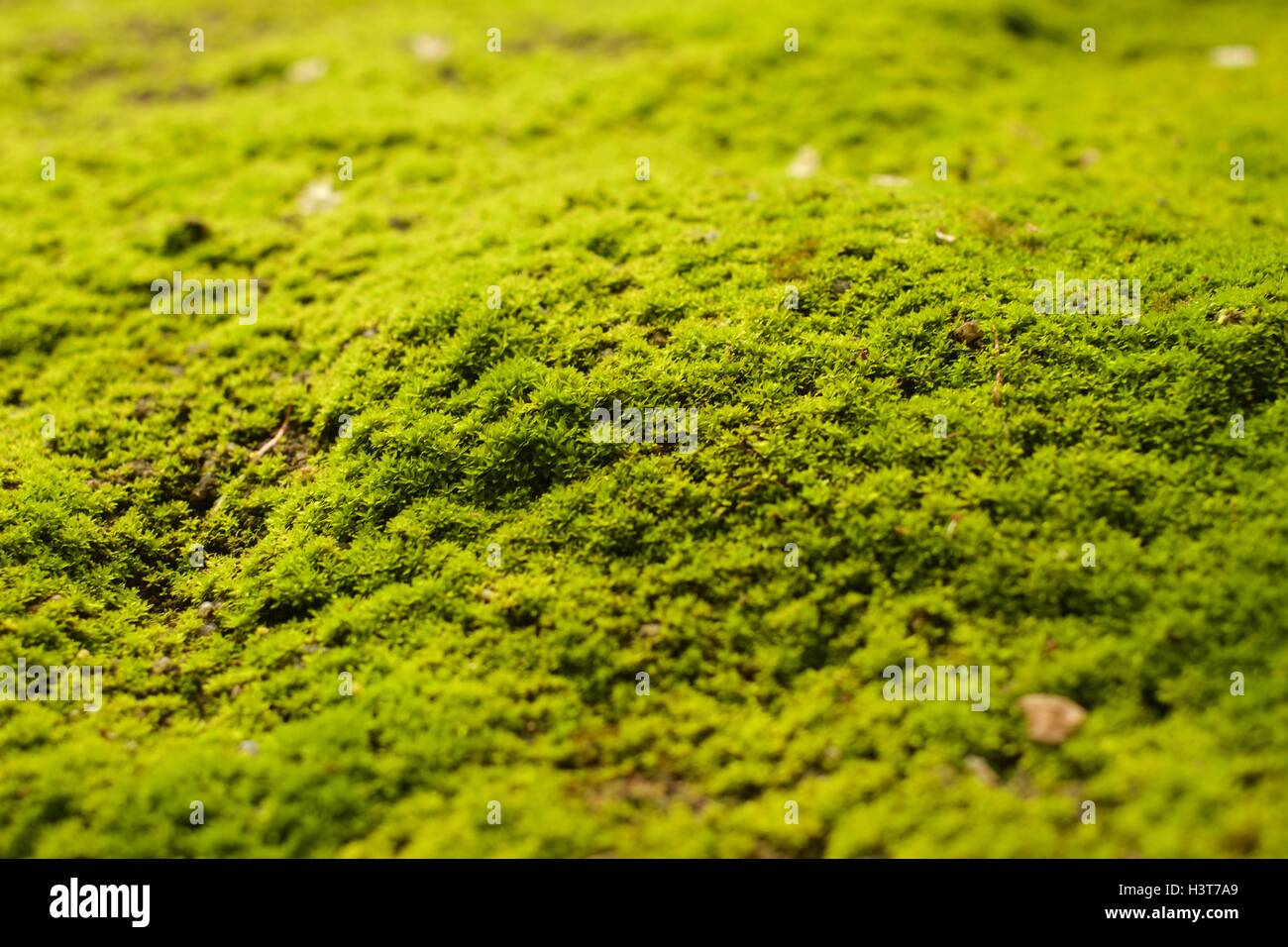 Green moss on rock sea hi-res stock photography and images - Alamy
