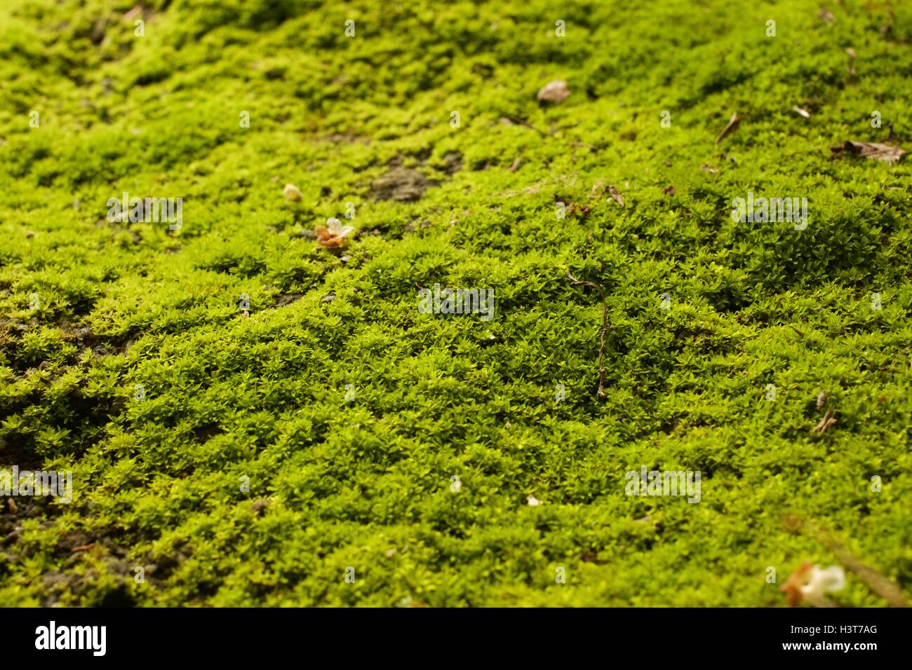 Full of green moss hi-res stock photography and images - Alamy