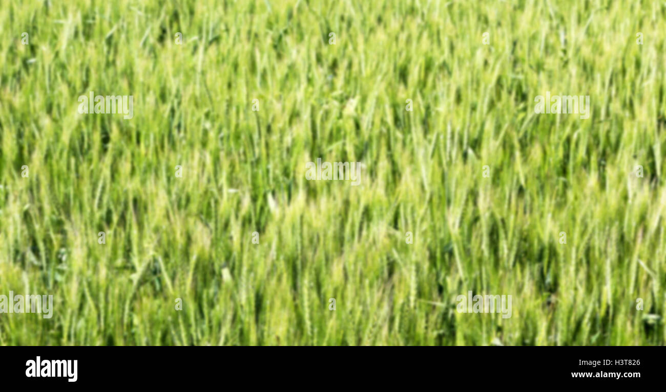 blur in iran cultivated farm grass and healty green natural wheat Stock ...