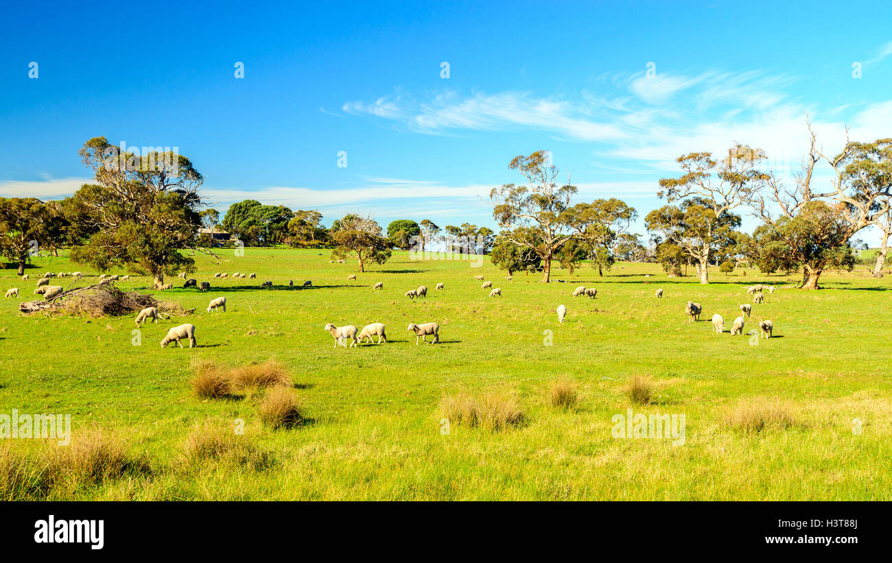 Spring australia hi-res stock photography and images - Alamy