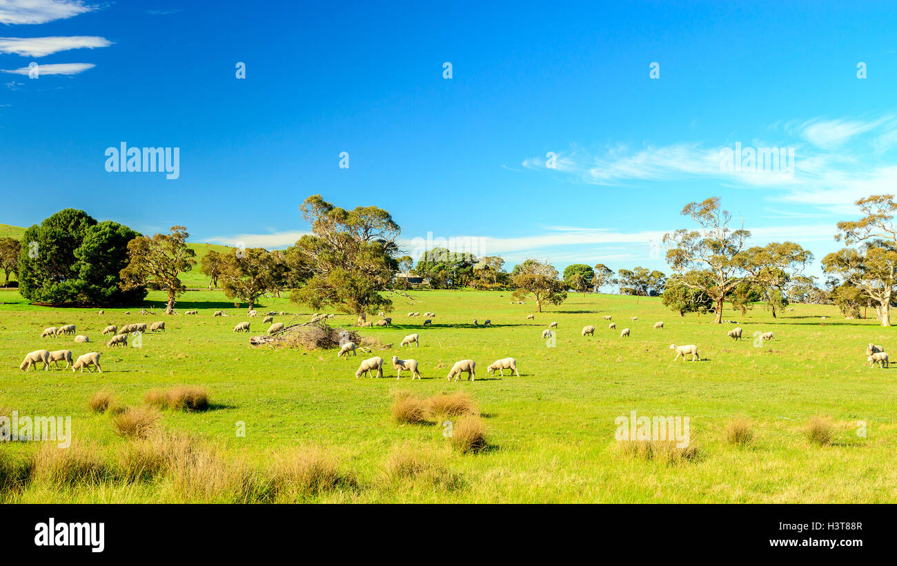 Rural south australia hi-res stock photography and images - Alamy