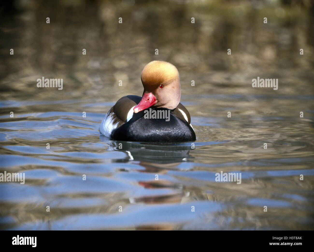 Flask ducks hi-res stock photography and images - Alamy