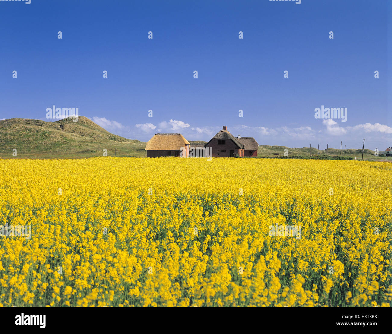 Denmark, Jutland, farm, rape field, scenery, Northern, Europe ...