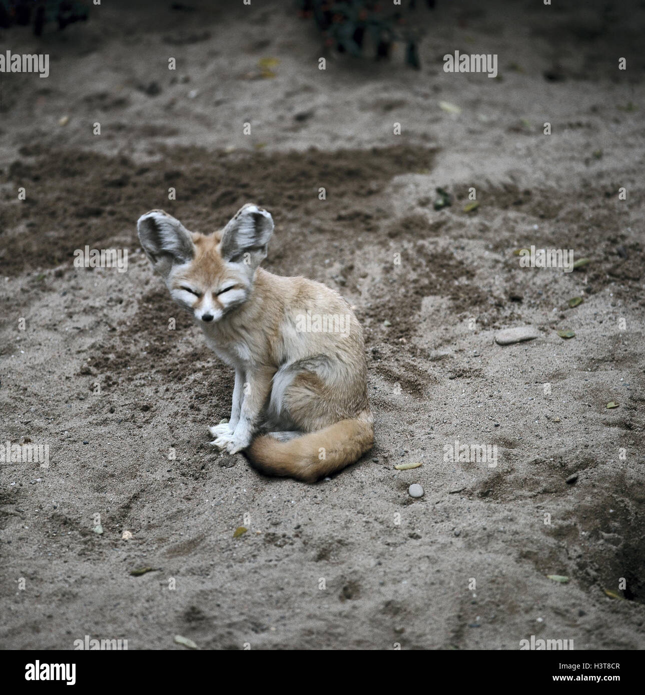 Zoo, Fennek, Fennecus zerda, mammals, mammal, wild animals, wild animal ...