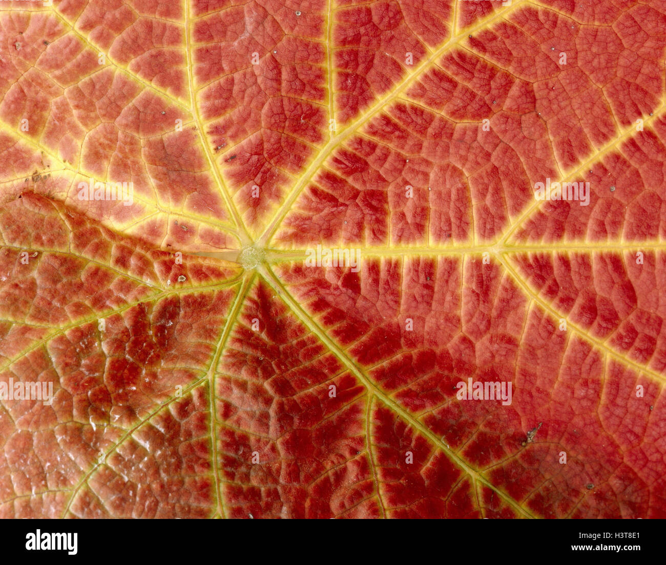 Fraying detail hi-res stock photography and images - Alamy