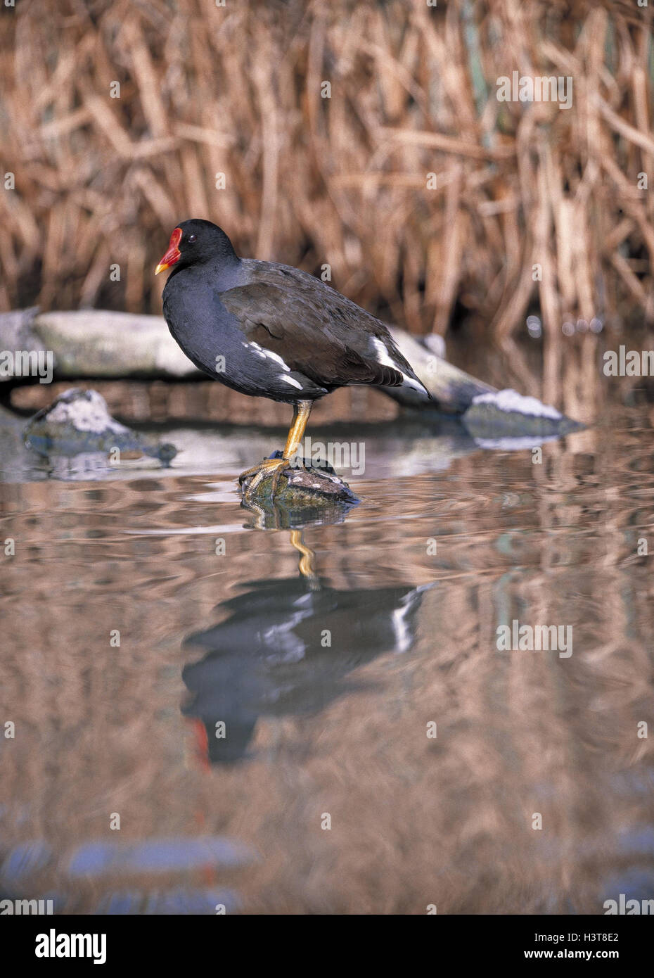 Chlorine waters hi-res stock photography and images - Alamy