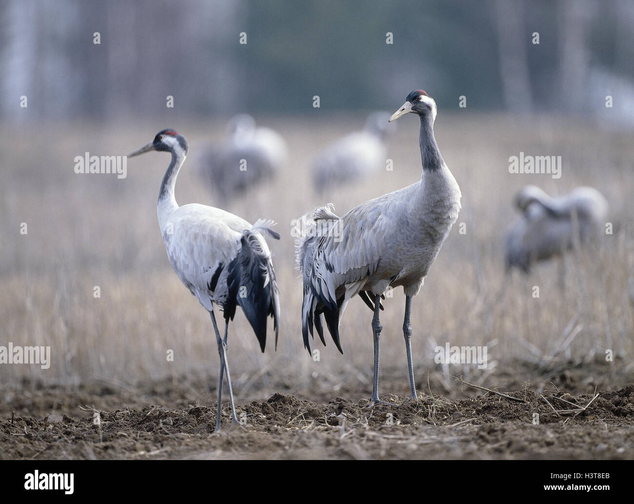 Cranes, grey crane, slack slack Gruidae, crane, crane's birds ...