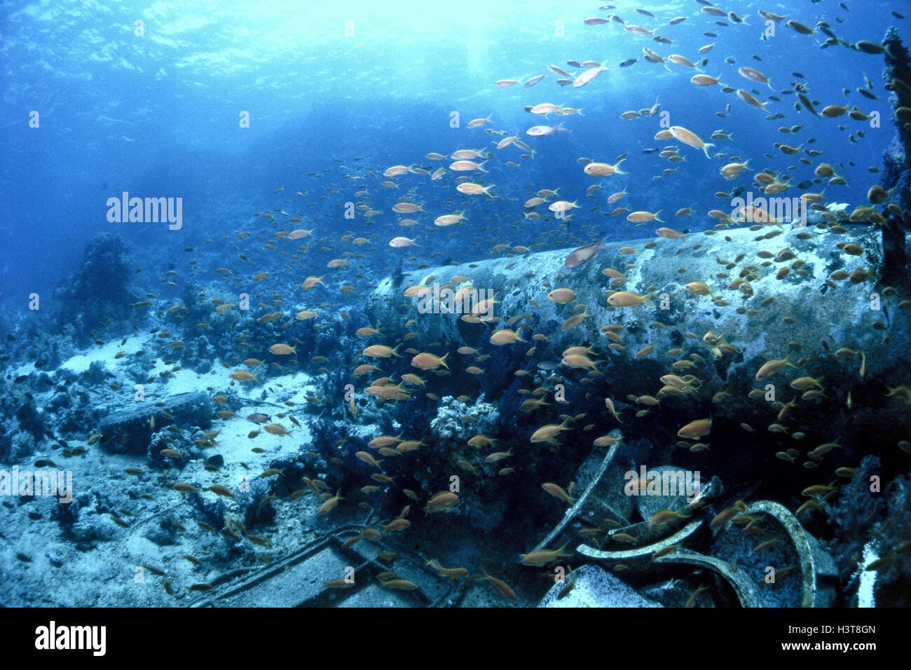 Wreckage, ship, the Red Sea, underwater recording, fish dream, fish ...