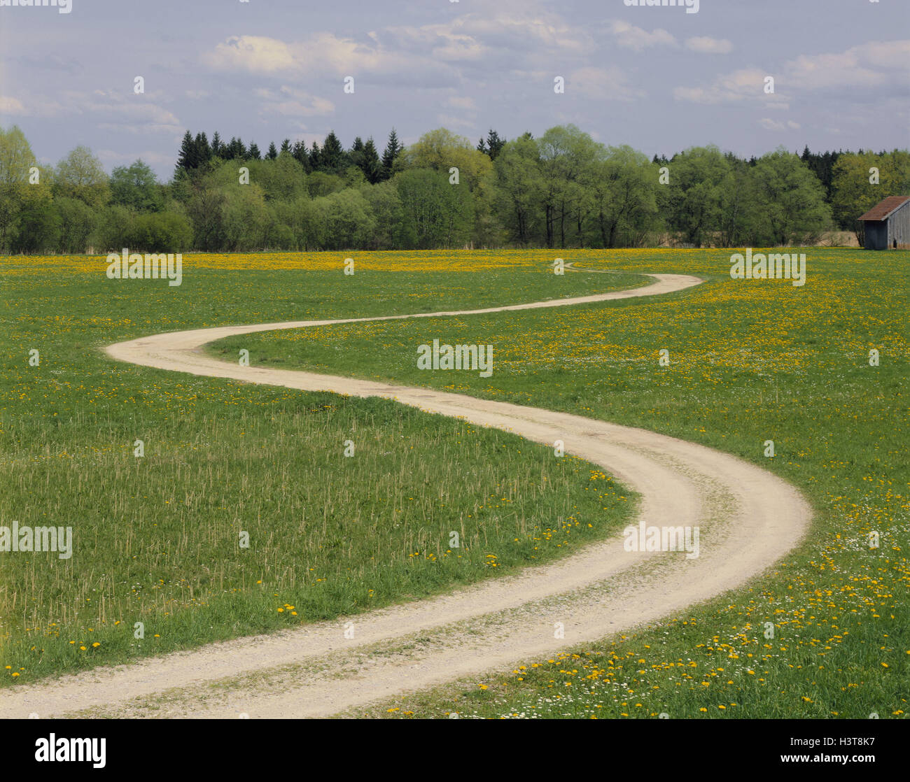 Field, way, blossoming dandelion, meadows, wood Stock Photo - Alamy