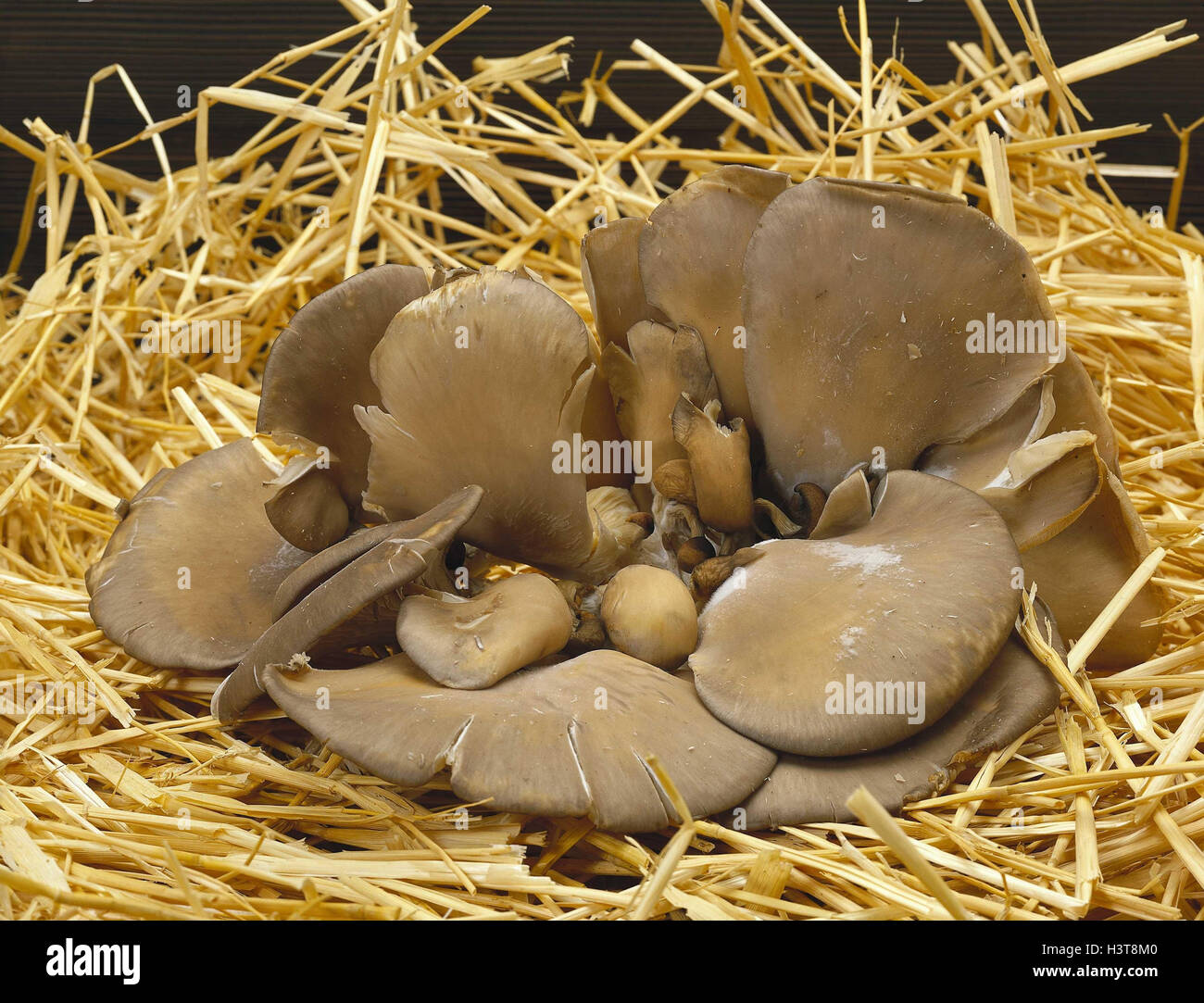 Austernseitlinge, Pleurotus ostreaatus, fungi, eatable, straw, oyster ...