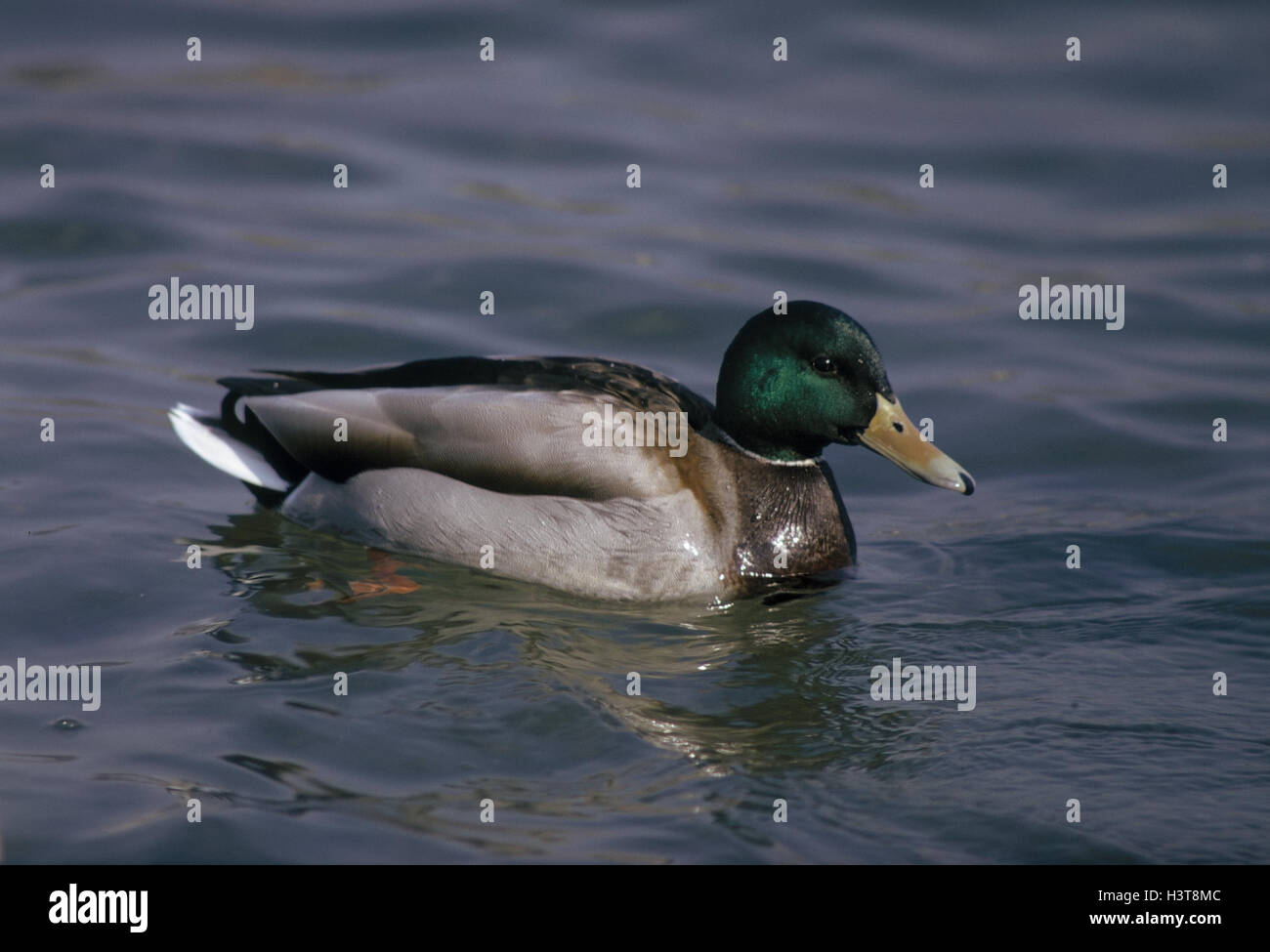 Swim animals hi-res stock photography and images - Alamy