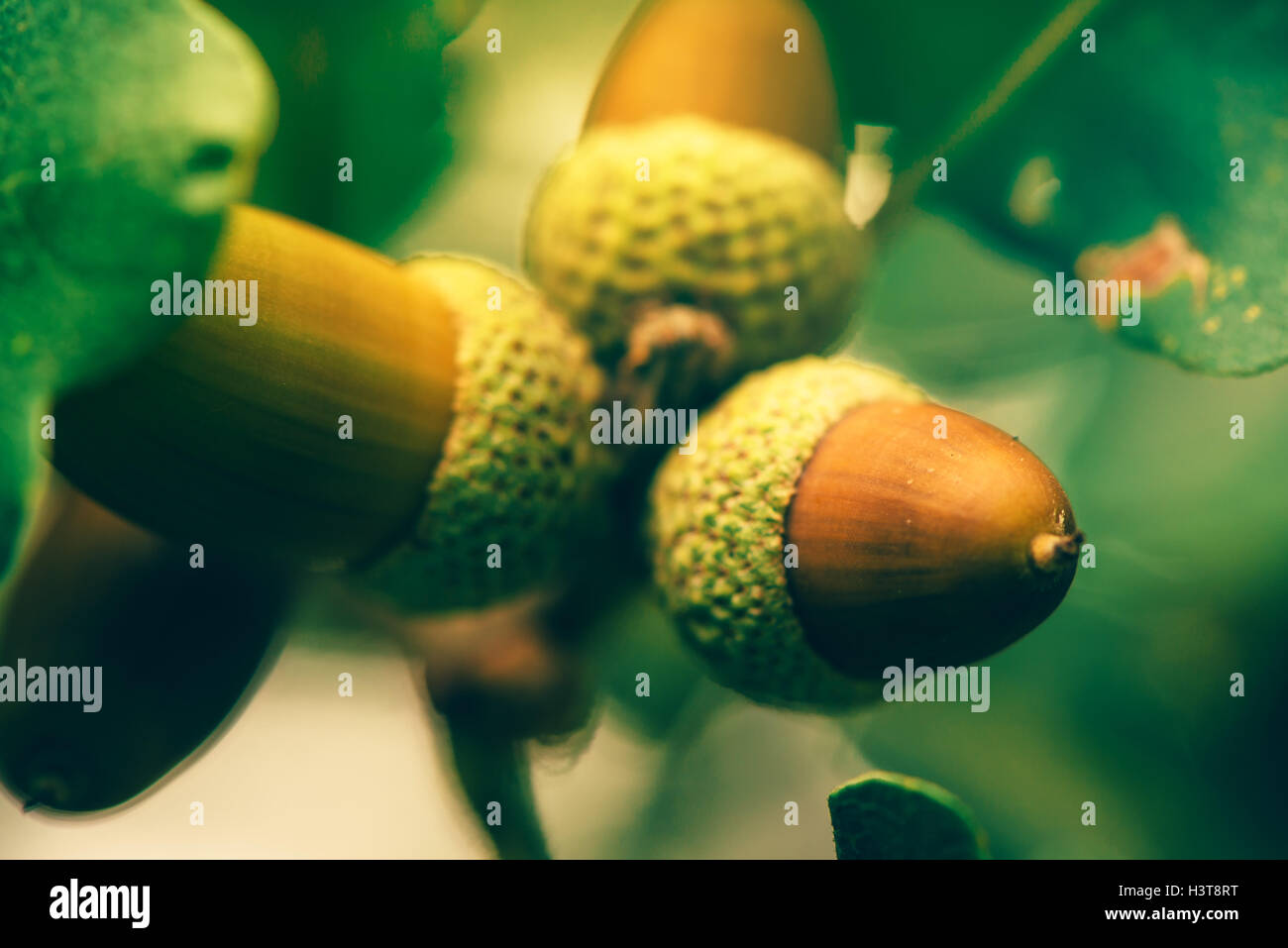 Oak tree branch acorn nut as beautiful autumn season background ...