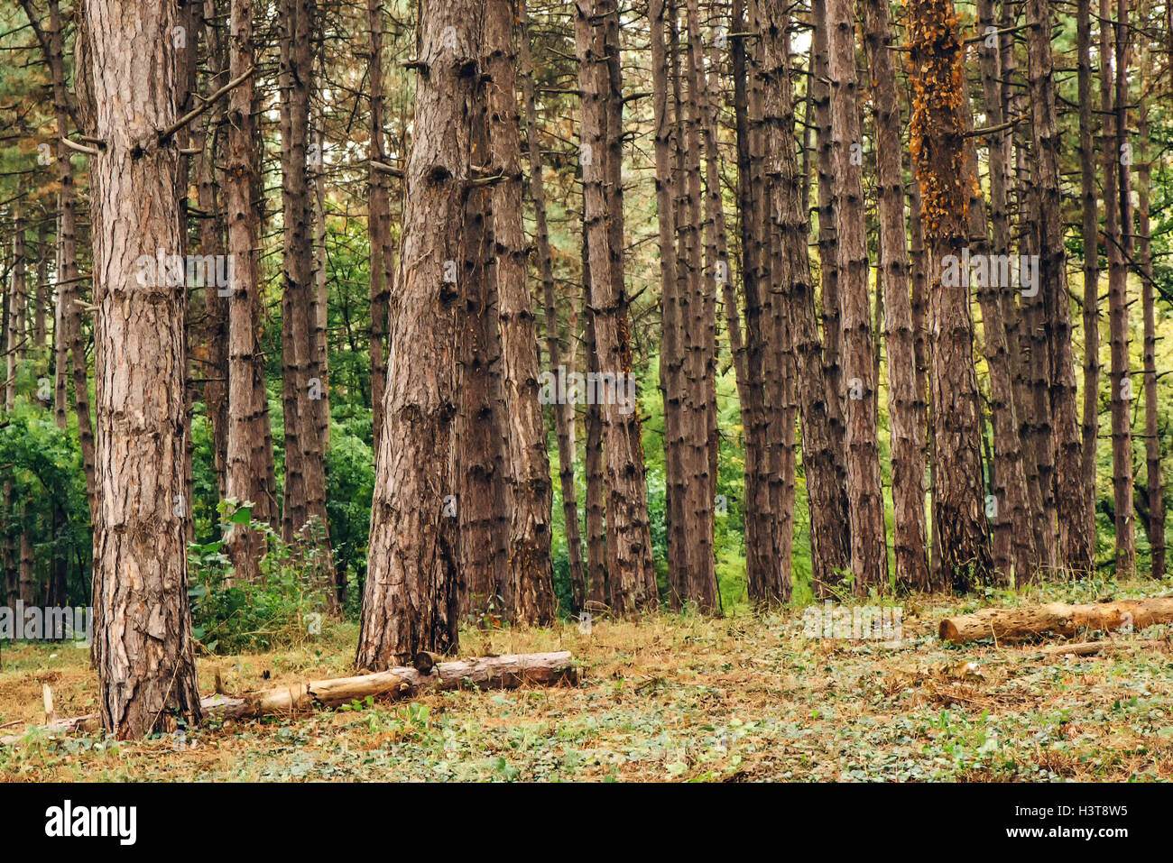 Pine tree forest in autumn october afternoon, tall vertical woods as ...
