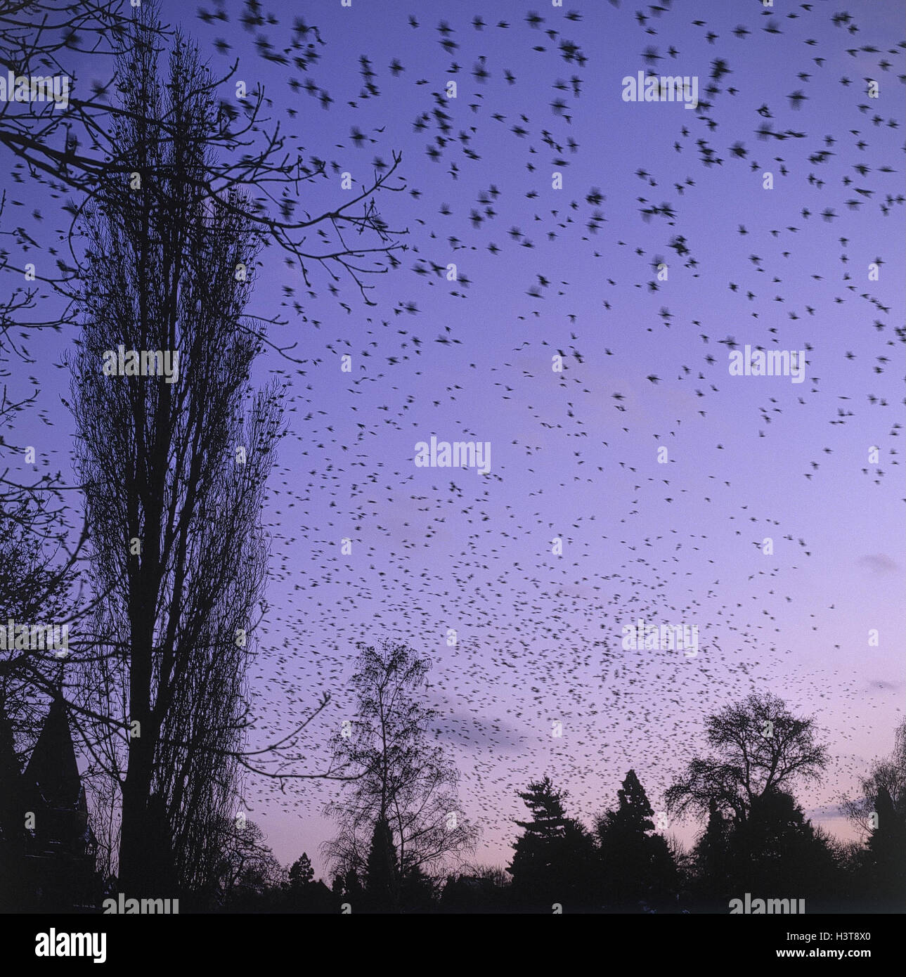 Evening heavens, glaucomas, bird's dream, trees, evening, evening mood ...