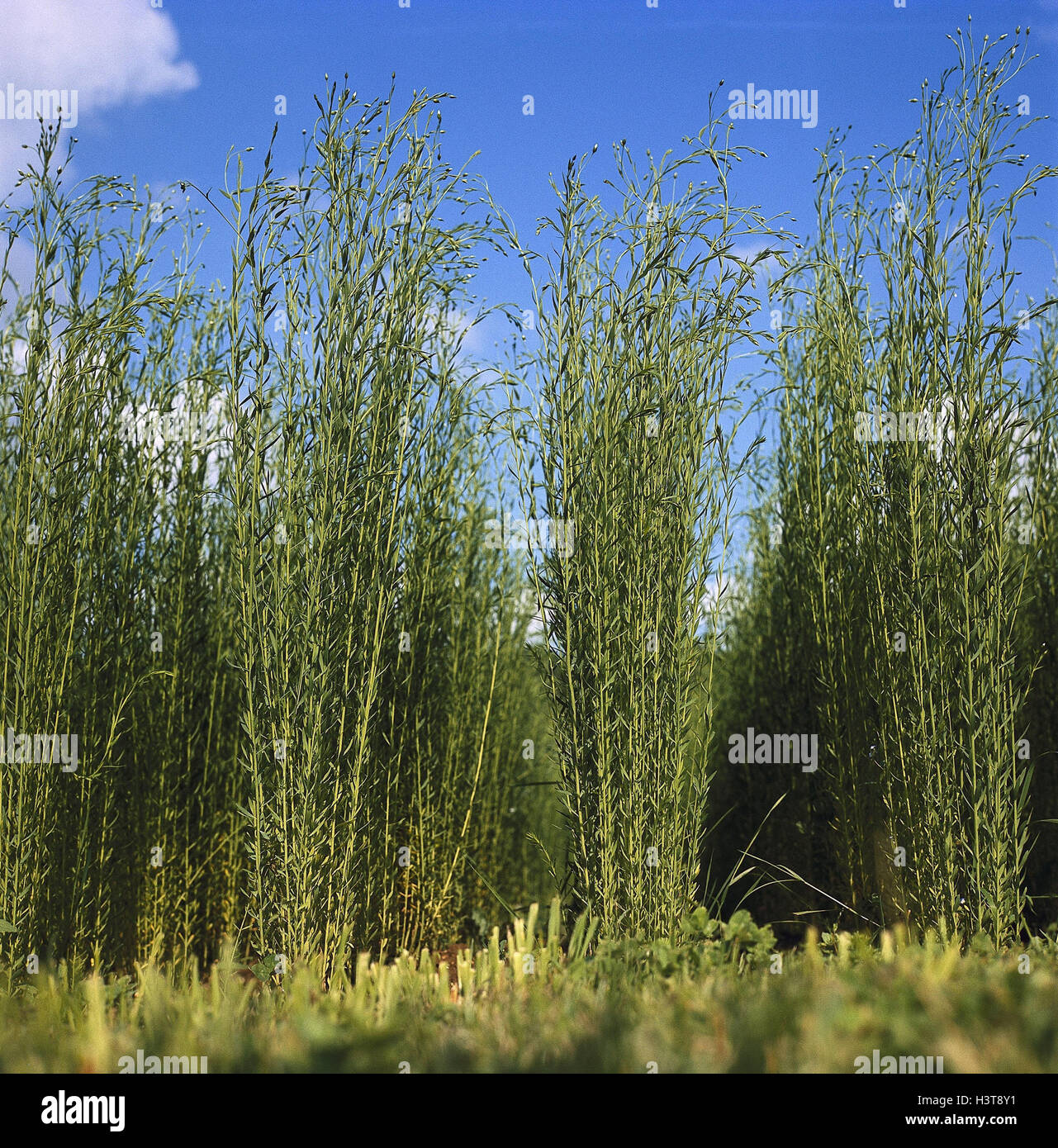 Flax, Linum usitatissimum medicinal plants 2005 economy, agriculture ...