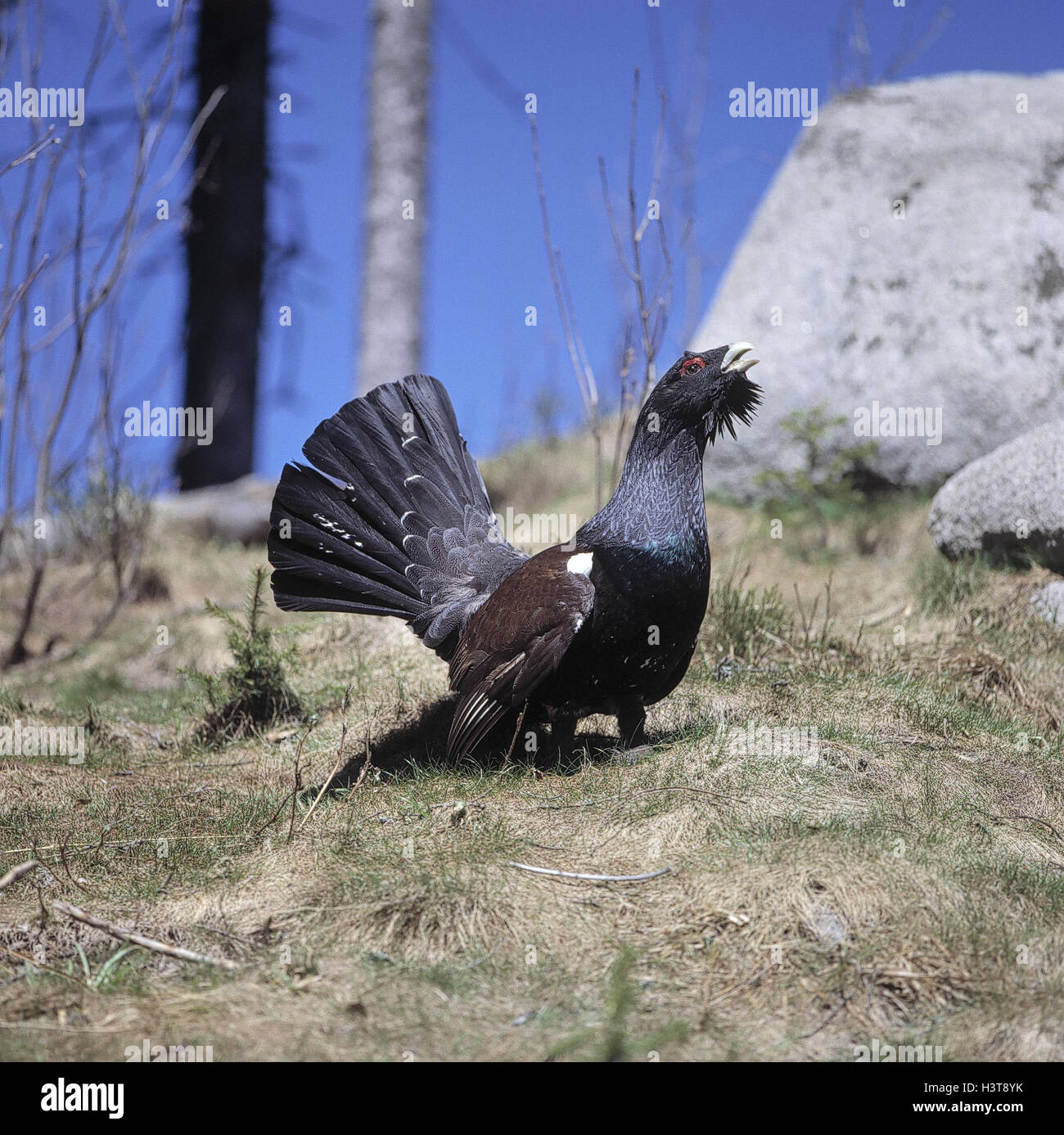 Mountain wood, capercaillie, Tetrao urogallus, courtship display animal ...
