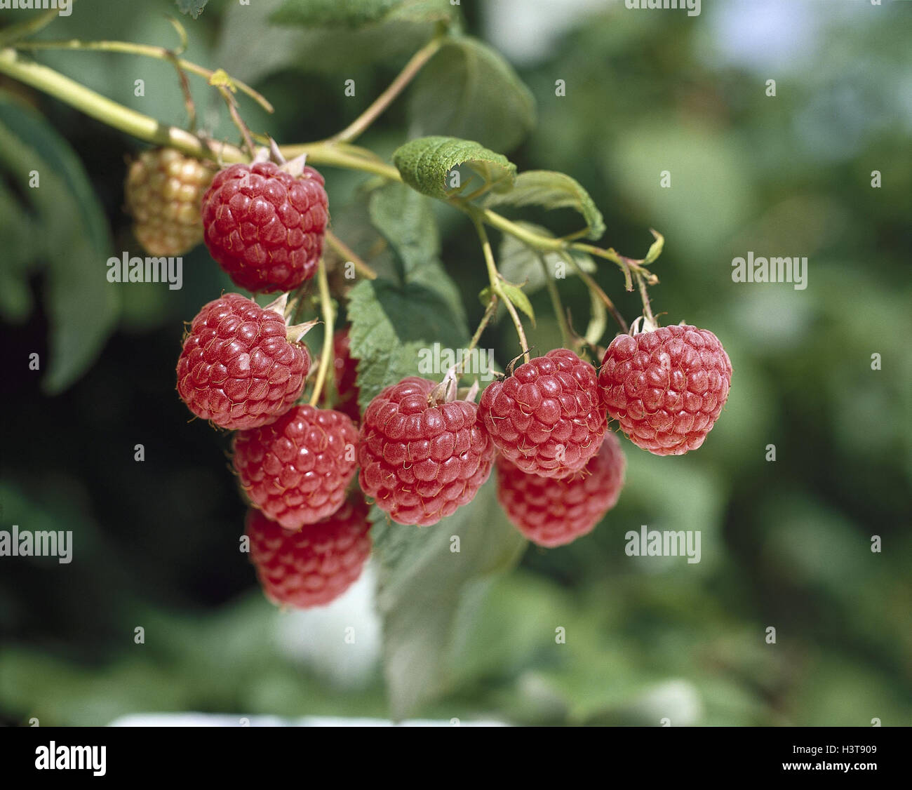 Raspberry shrub, Rubus idaeus, detail, fruits, berries, raspberries ...