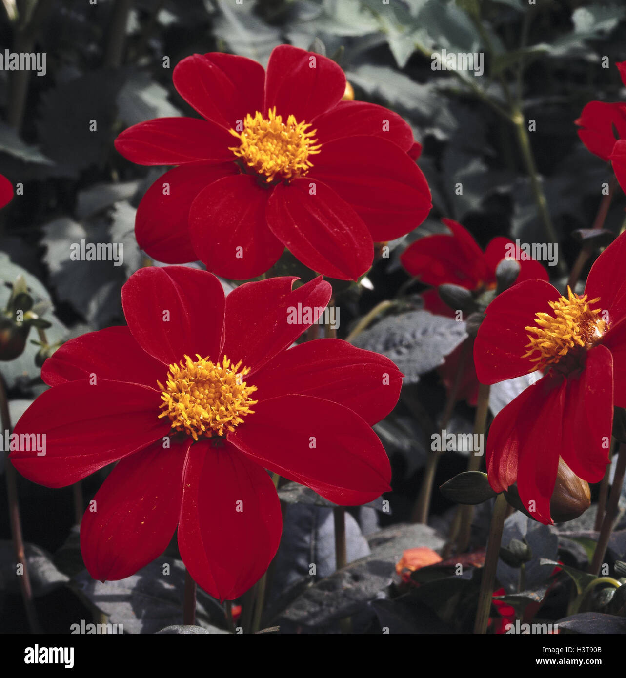 Mignon dahlias, blossoms, red, plants, flowers, ornamental plants ...