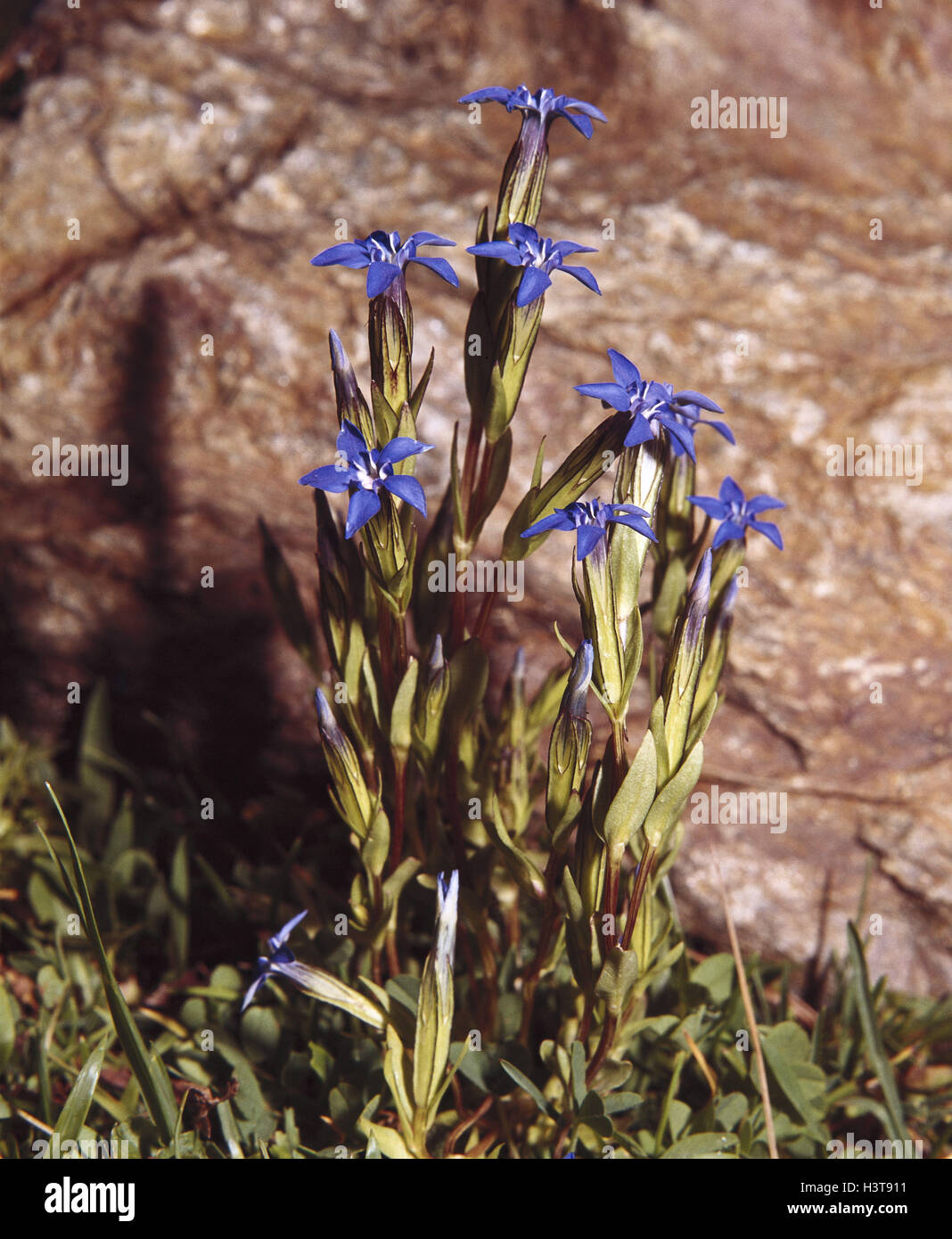Snow gentian, Gentiana nivalis, nature, botany, flora, plants, flowers ...
