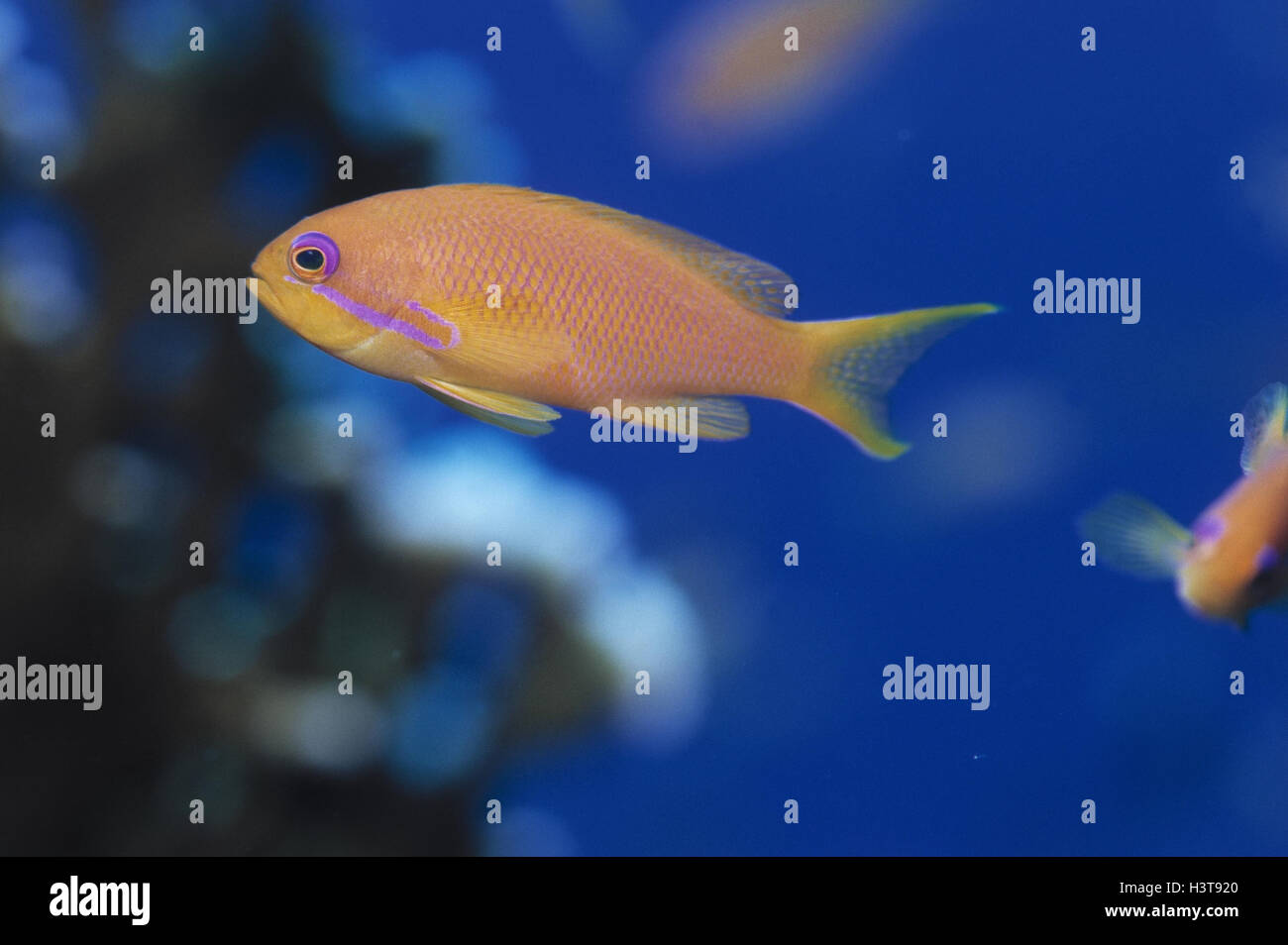 Jewel flag perch, Pseudanthias squamipinnis, underwater recording ...