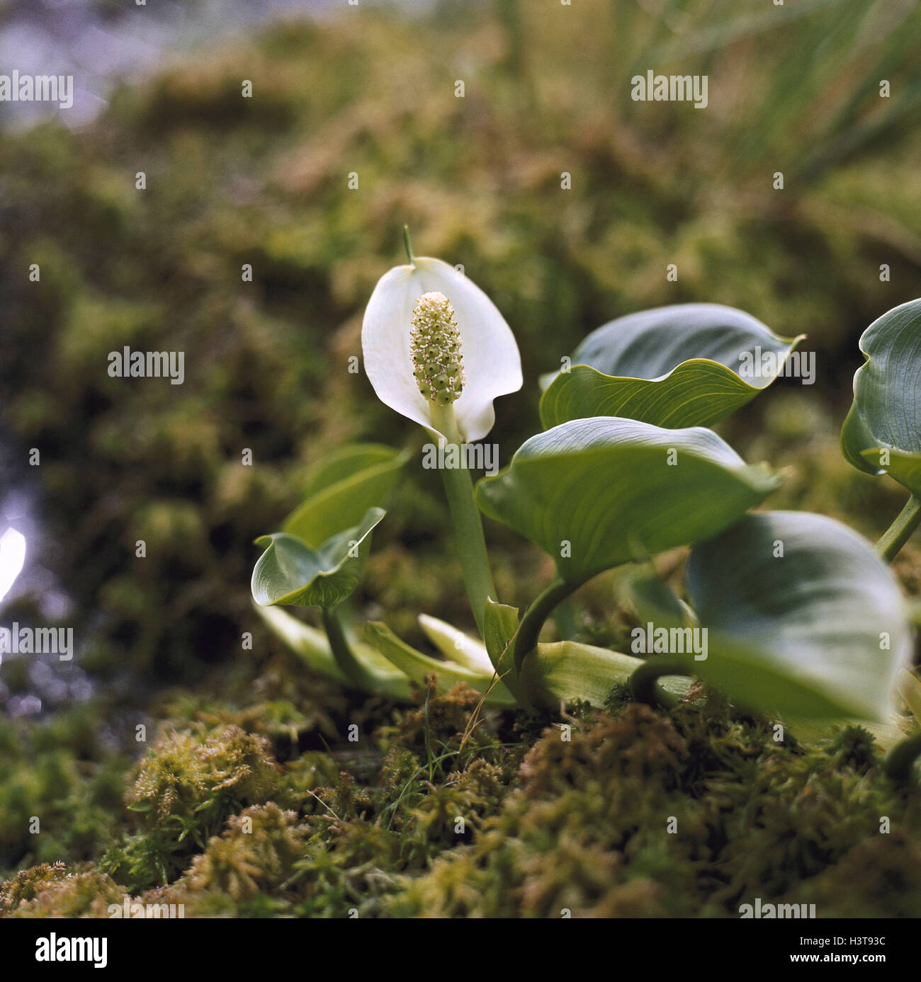 Marshy ground, Drachenwurz, Calla palustris nature, botany, flora ...