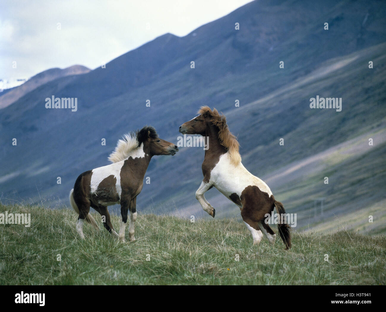 Iceland horses, stallions, two, fight animals, mammals, horses, ponies ...
