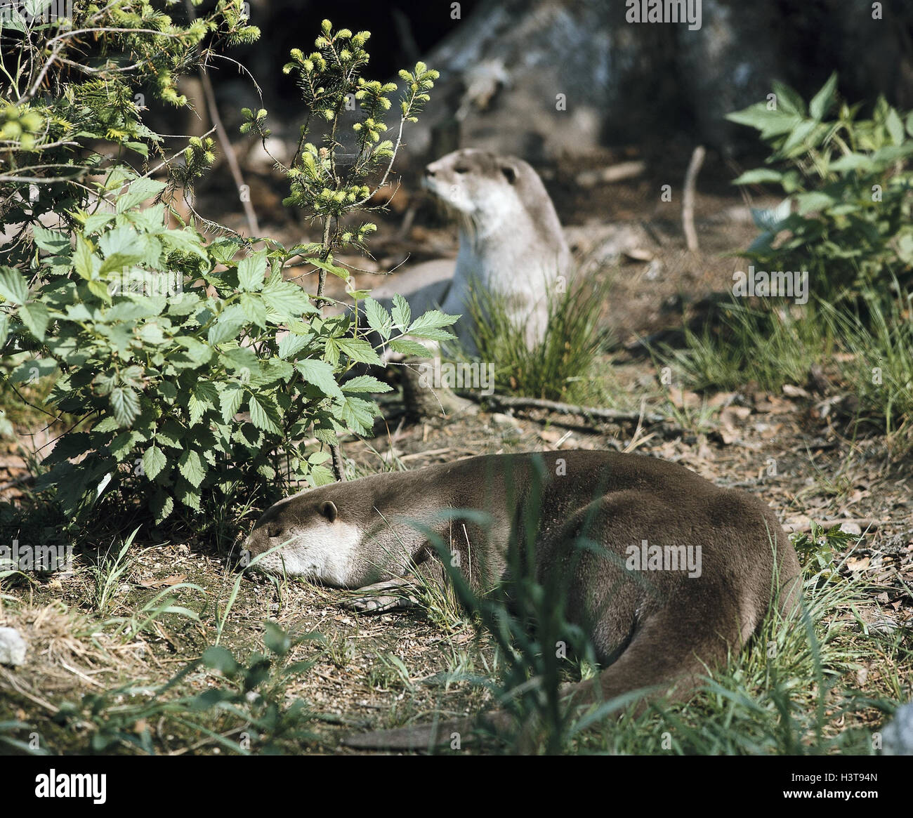 Otters, two, Lutia lutia, viper, otter, water marten, Lutrinae, animals ...