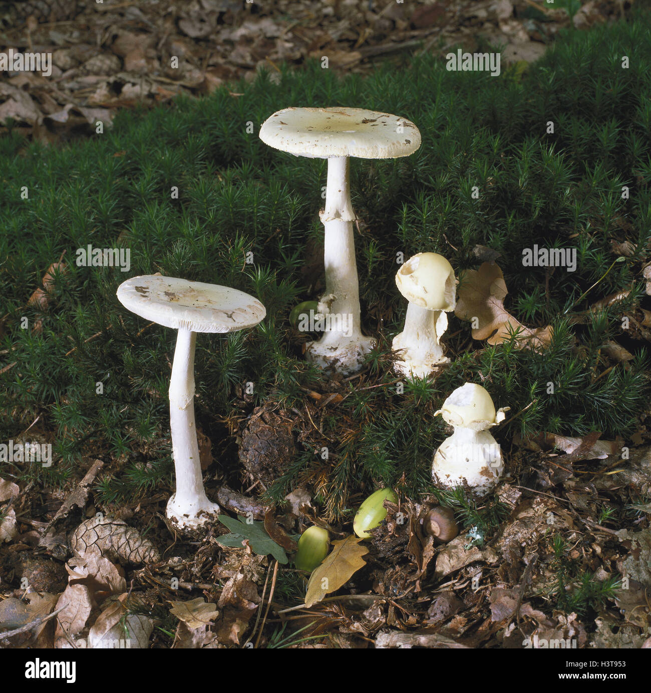 Forest floor, yellow amanita, Amanita citrina nature, vegetation, plants, plant, wood, forest ...