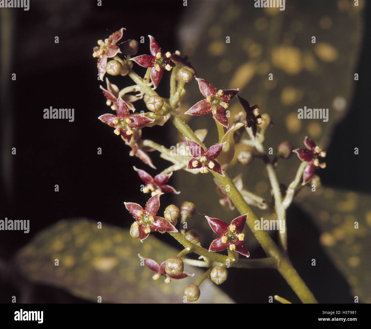 Aukube, Aucuba japonica, detail, blossoms, nature, botany, flora ...