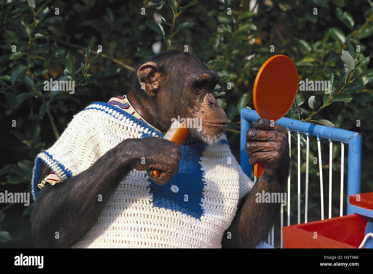Chimpanzee, Pan troglodytes, hand reflector, brush, mammal, mammals ...