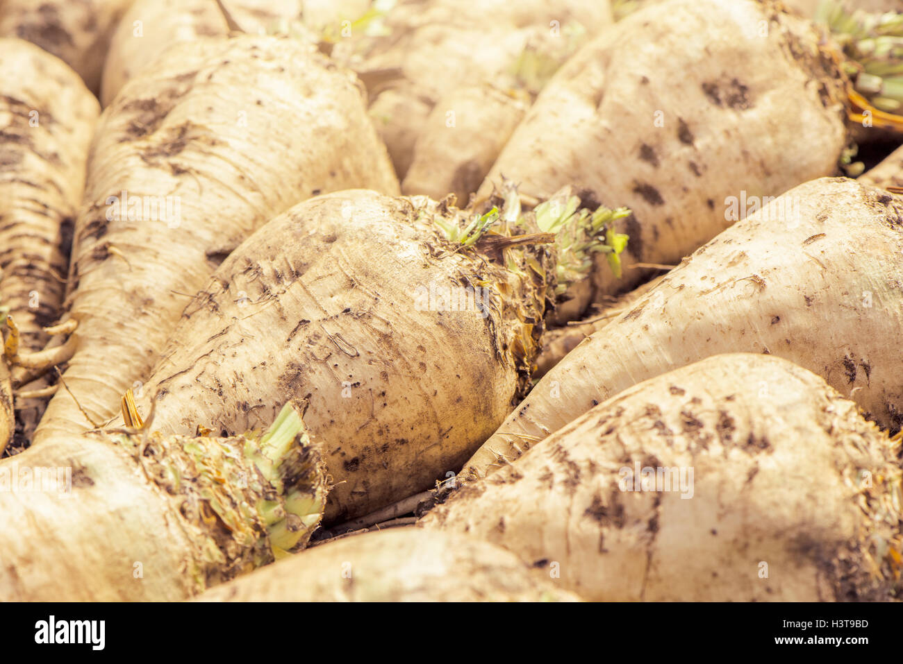 Harvested sugar beet crop root pile on the ground, selective focus ...