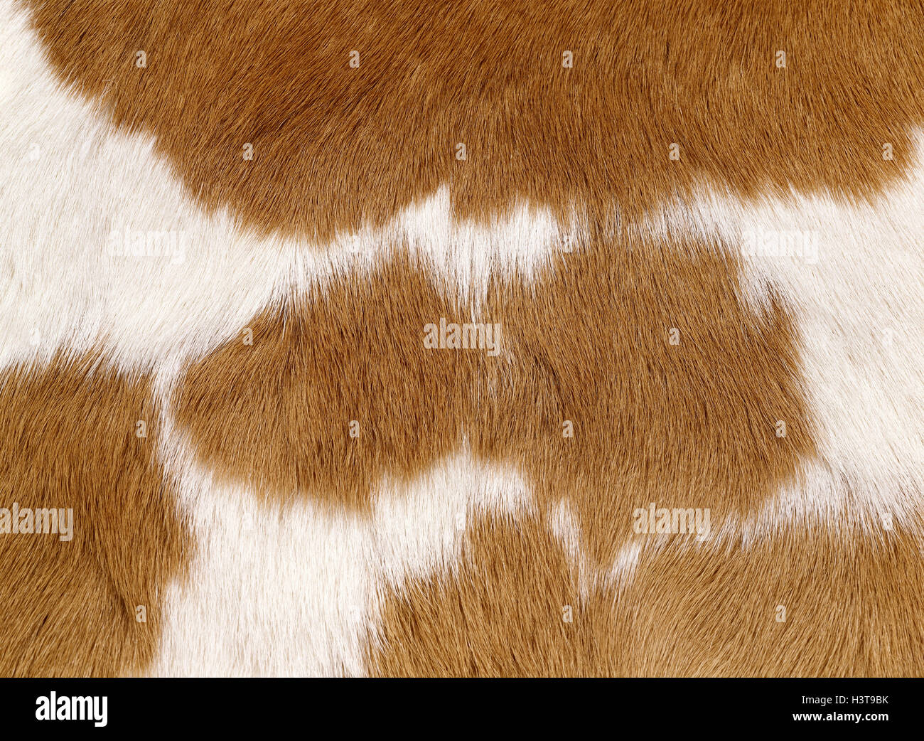 Calf blotch cattle detail fur hi-res stock photography and images - Alamy