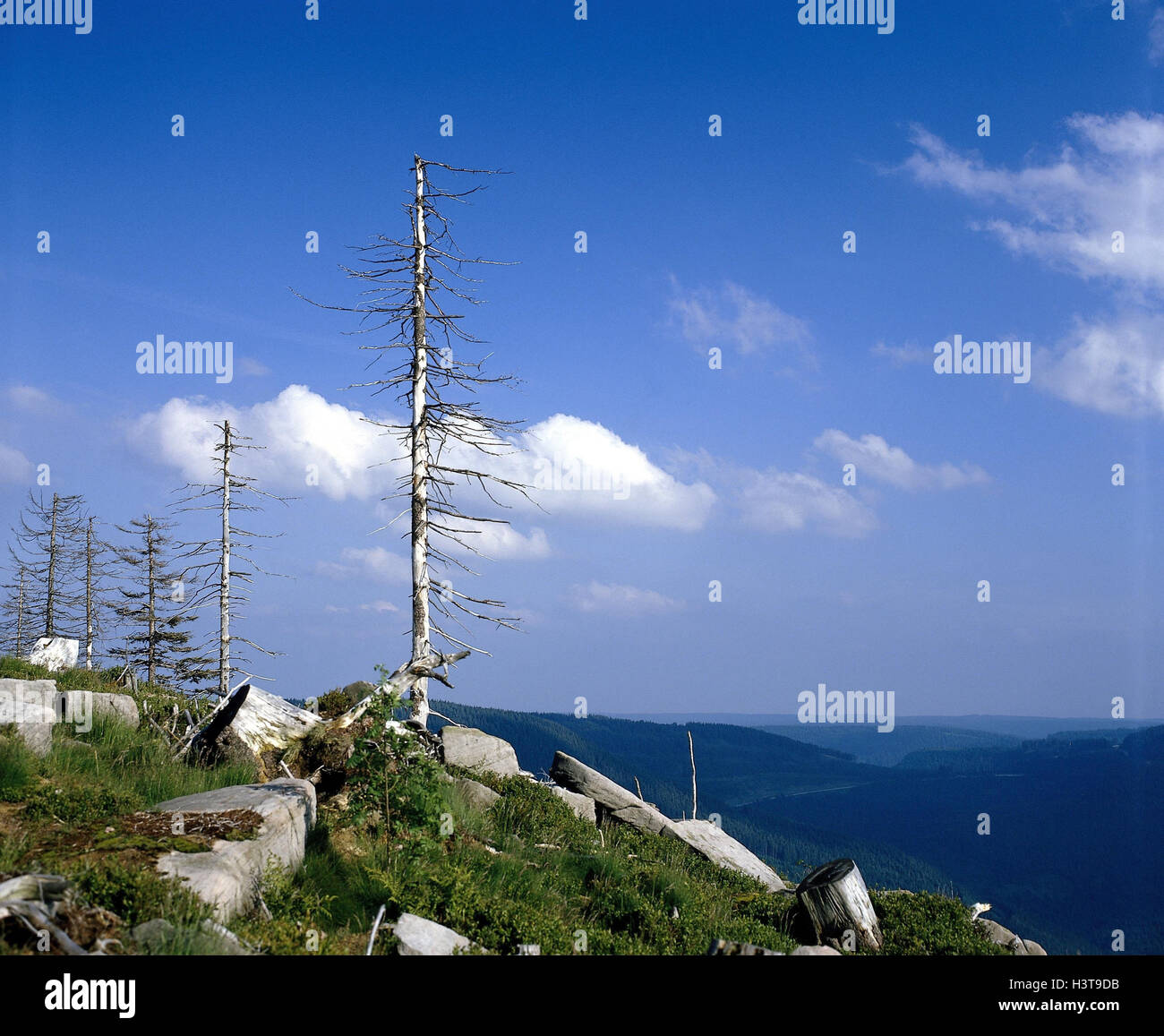 Germany, Baden-Wurttemberg, Black Forest, forest death, north Black ...