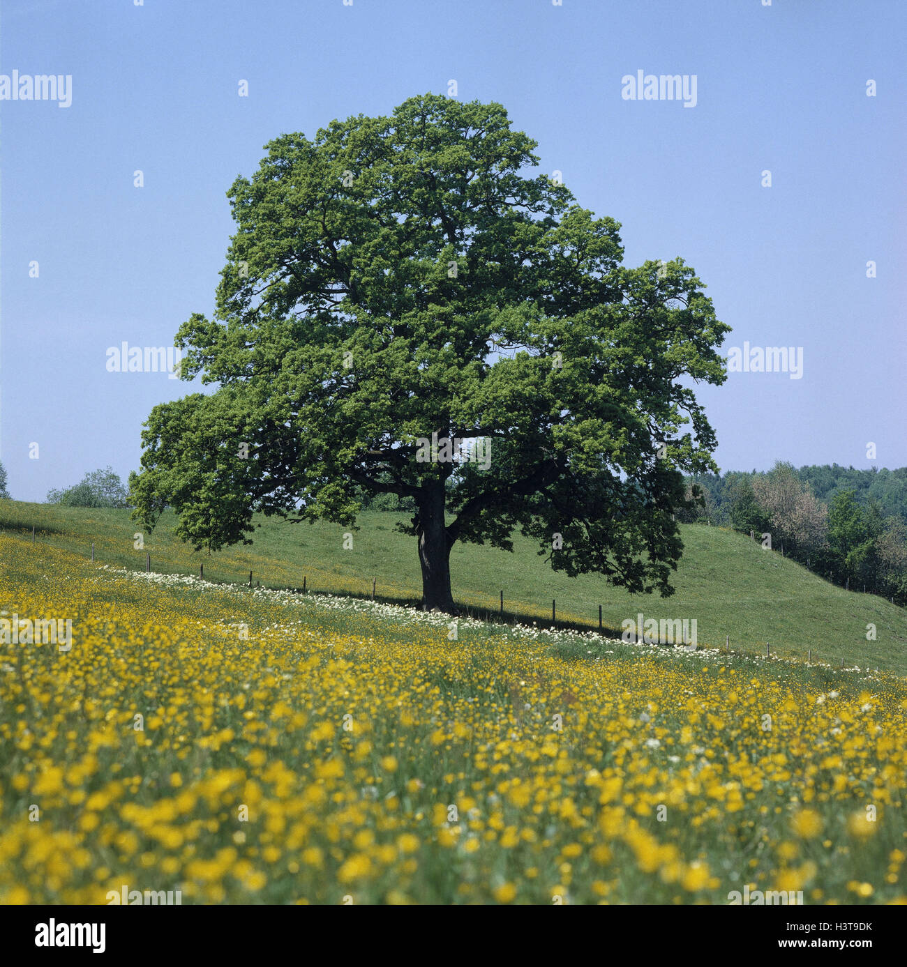 Flower meadow, oak, spring, nature, botany, plant, plants, tree, leaves ...