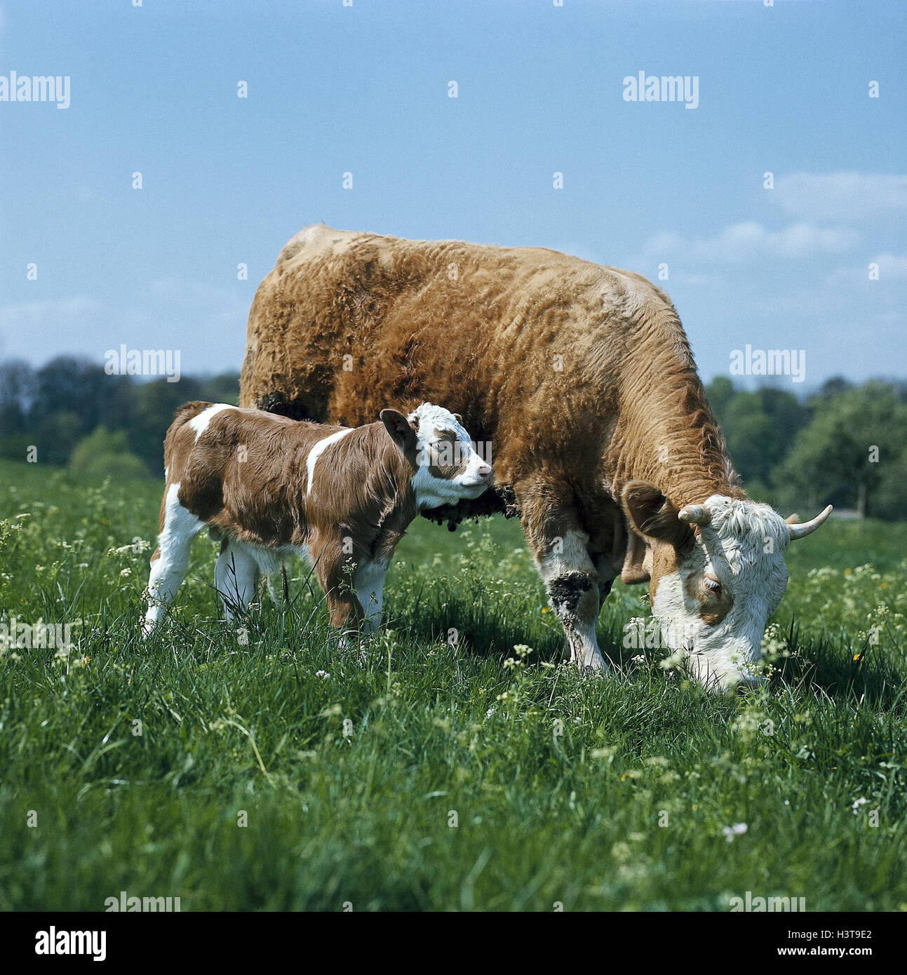 Pasture, cow, calf animals, benefit animals, horn animals, Bovinae ...