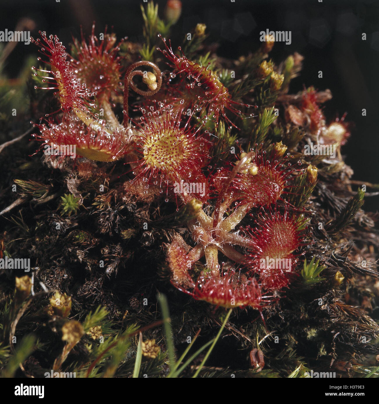 Round-leafy Sundew, Drosera rotundifolia, nature, botany, Insektivoren ...