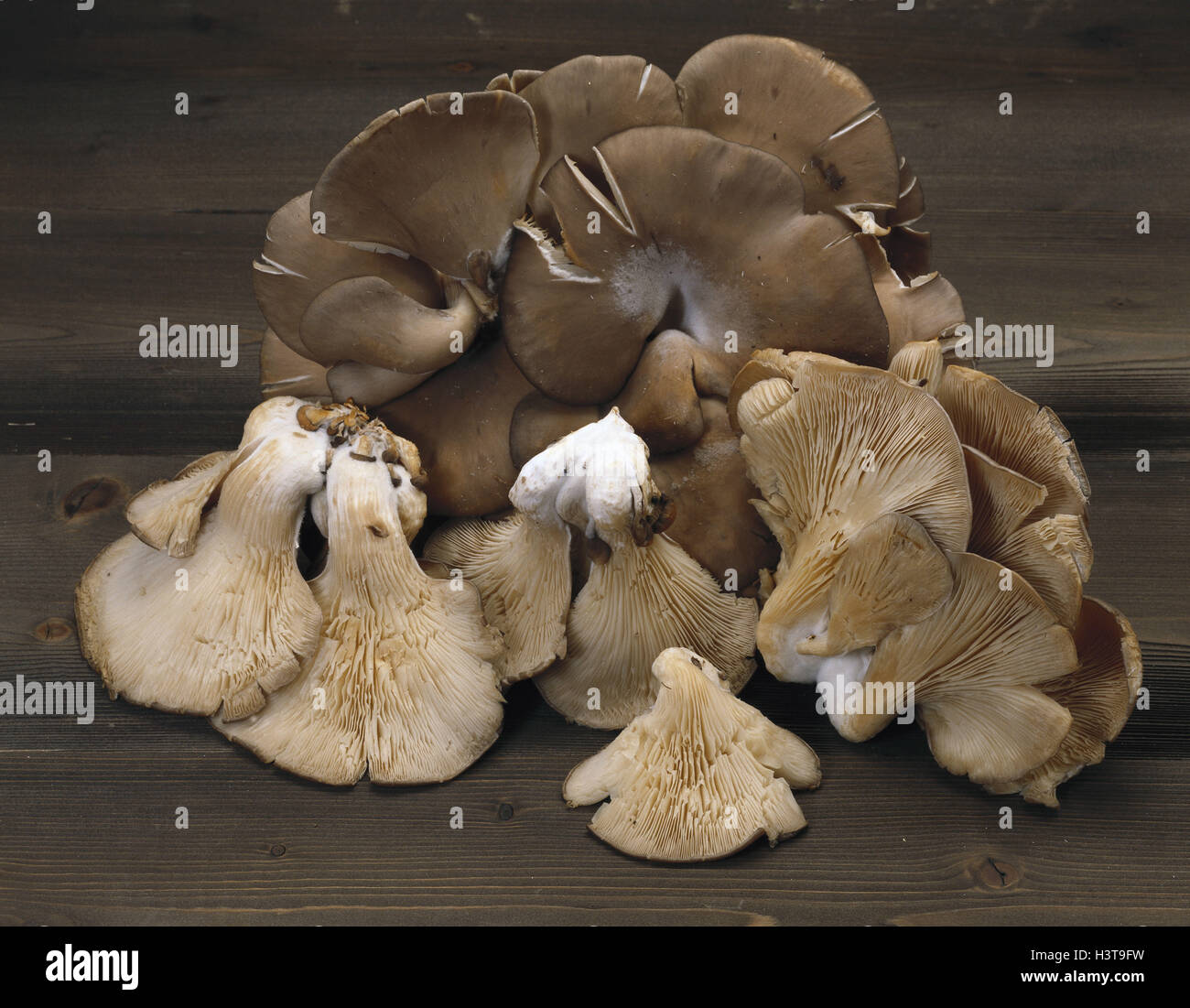 Austernseitling, Pleurotus ostreatus, fungus, fungi, oyster mushrooms ...