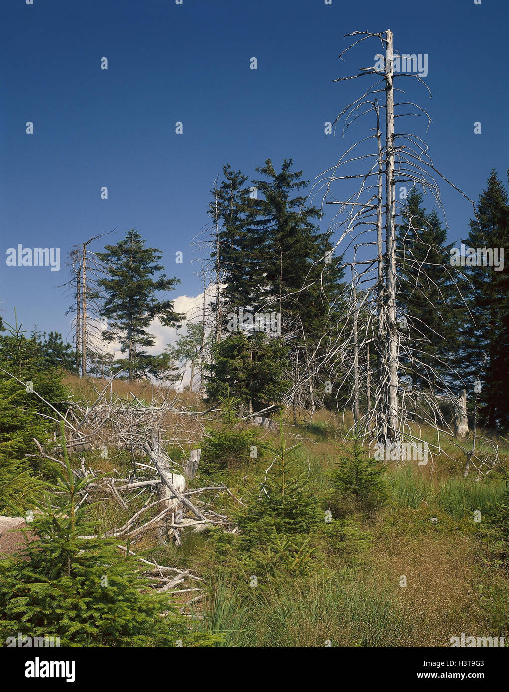 Death nature hi-res stock photography and images - Alamy