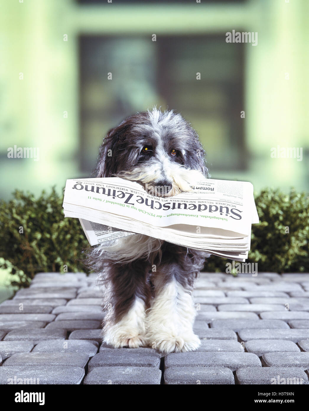 Bearded collie, newspaper, animal, animals, mammals, mammal, Mammalia ...