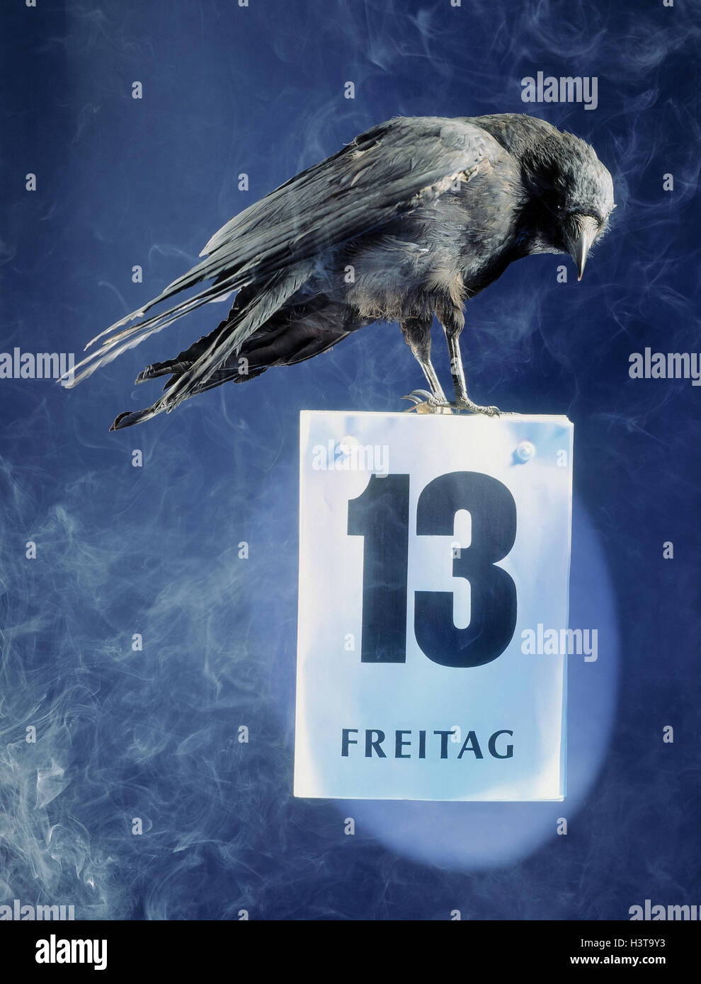 Superstition, Kolkrabe, calendar, "Friday 13." Birds, bird, raven ...