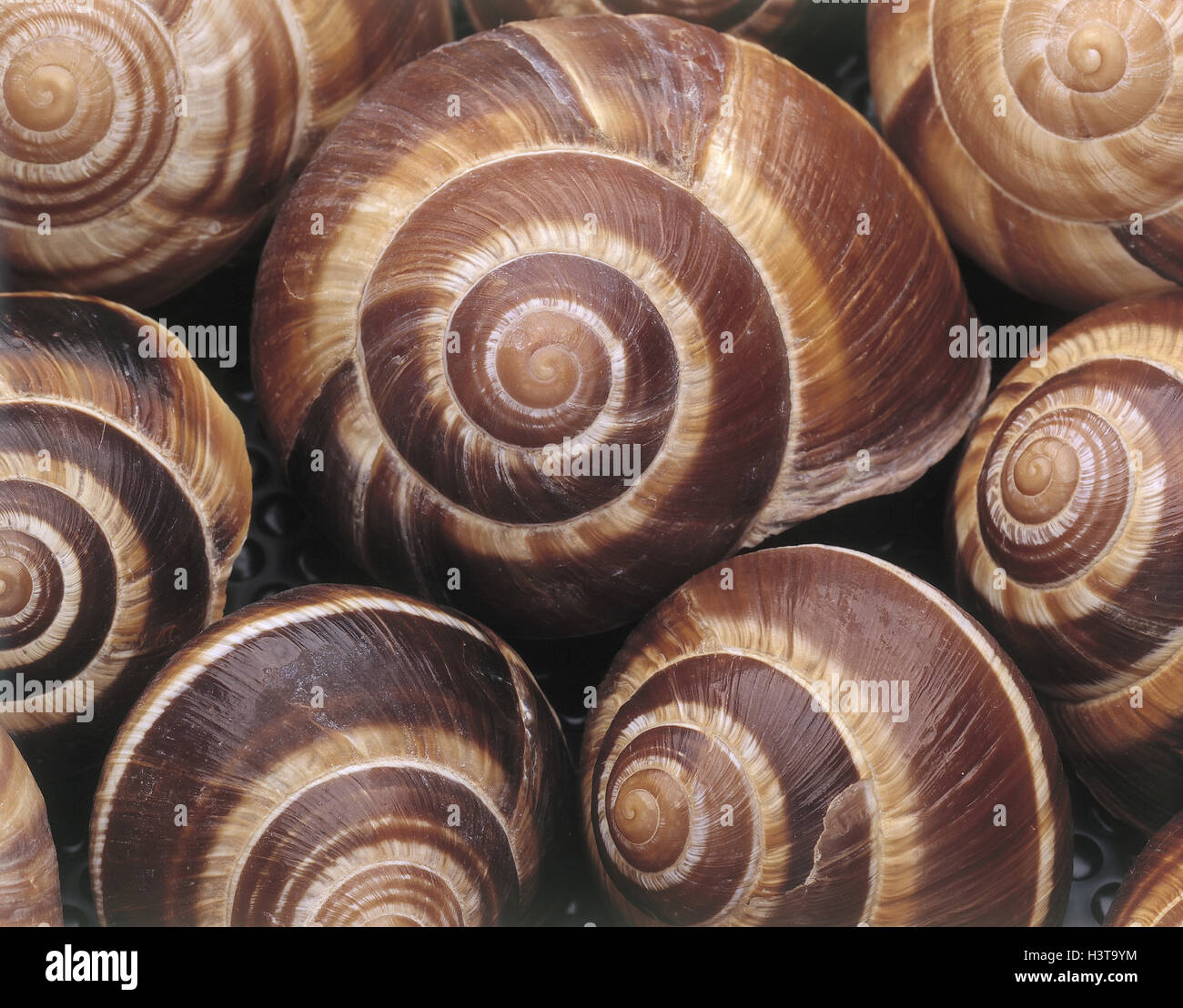 Escargot houses, close up, animals, Bauchfüßer, Gastropoden, Gastropoda ...