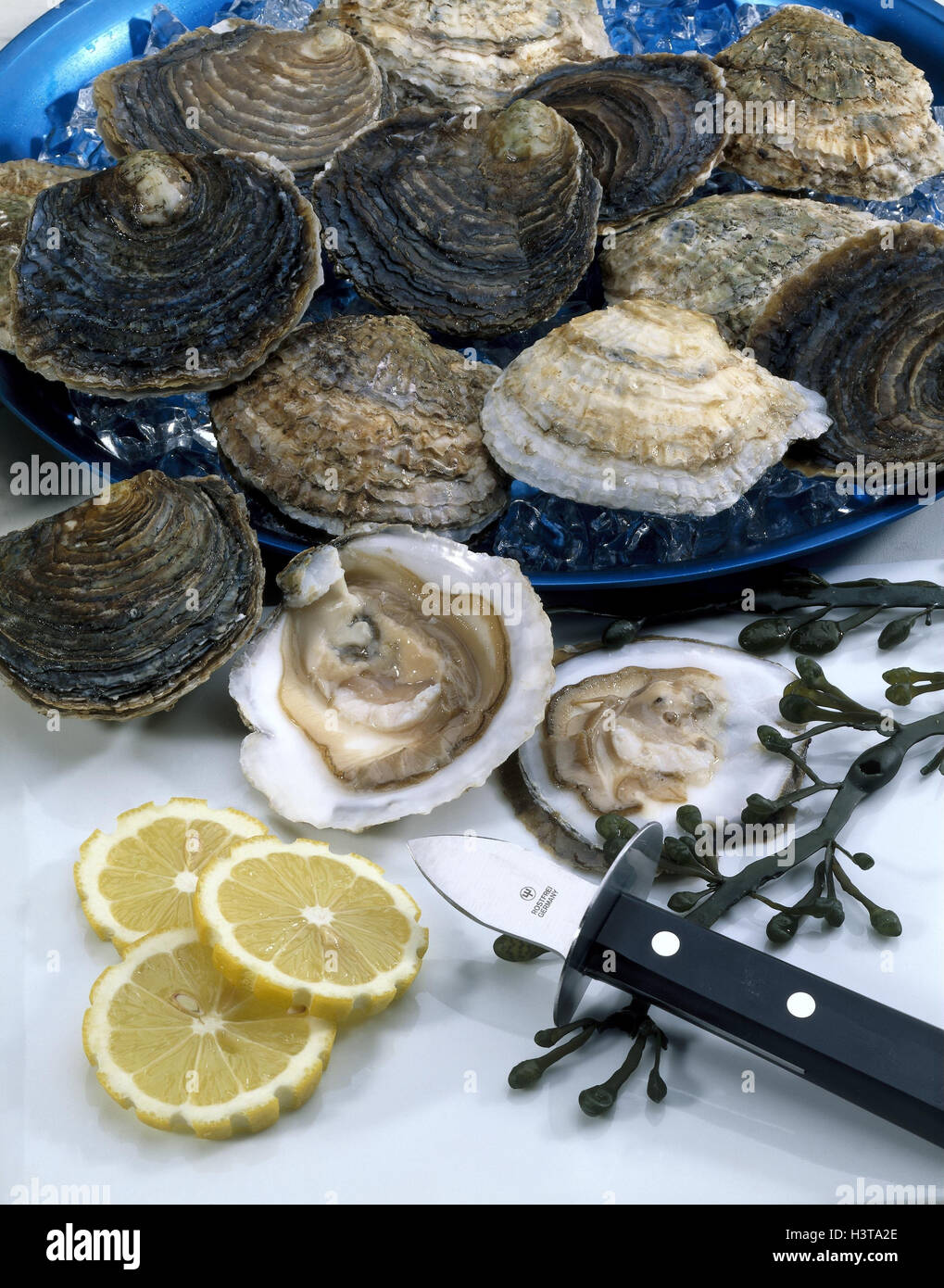 Belon Oysters High Resolution Stock Photography and Images - Alamy