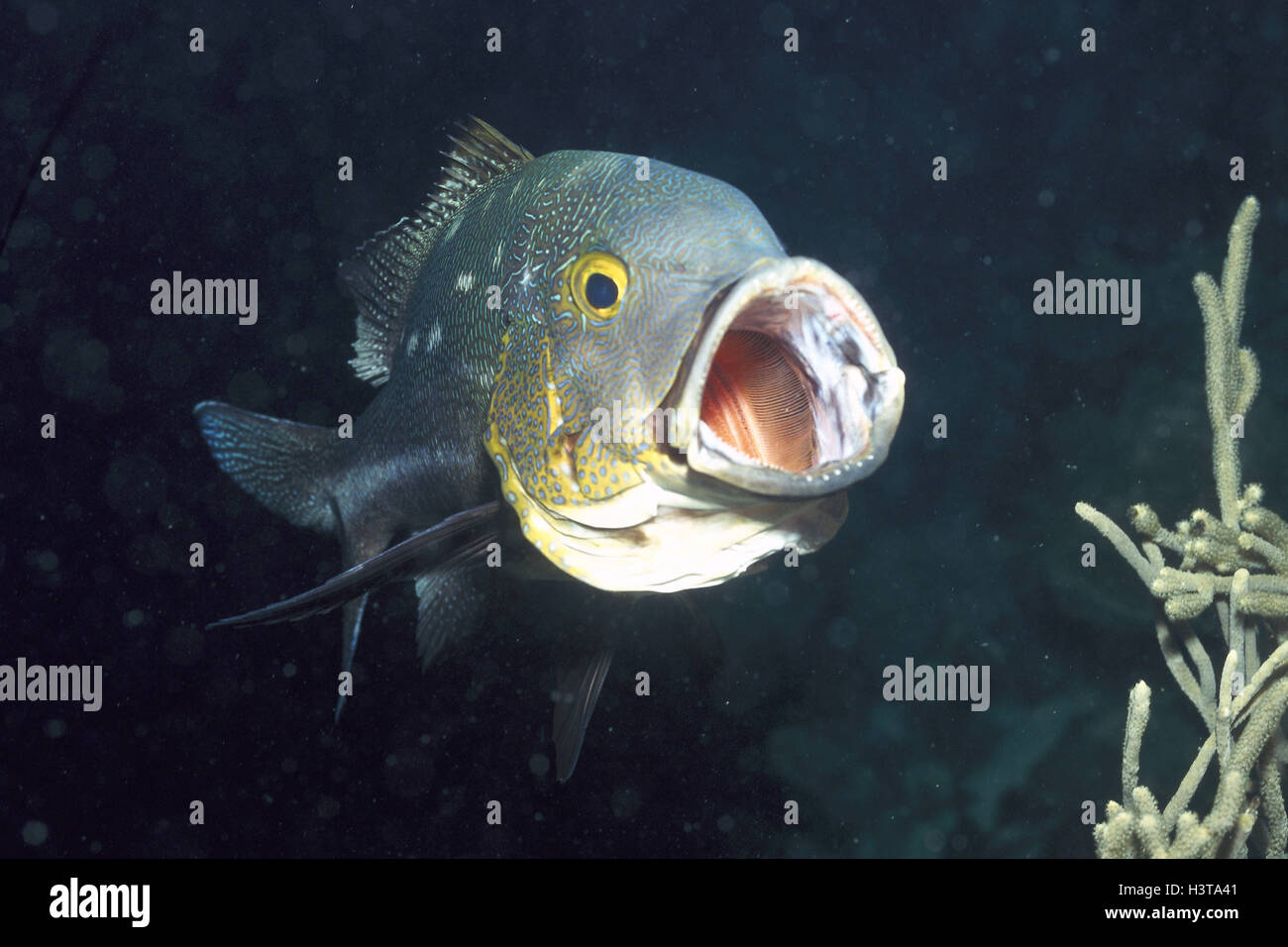 Yellow eye latch, Macolor, macularis, mouth, openly underwater ...