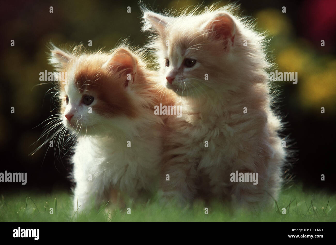 Meadow, cats, young animals, animals, mammals, Mammalia, Felidae ...
