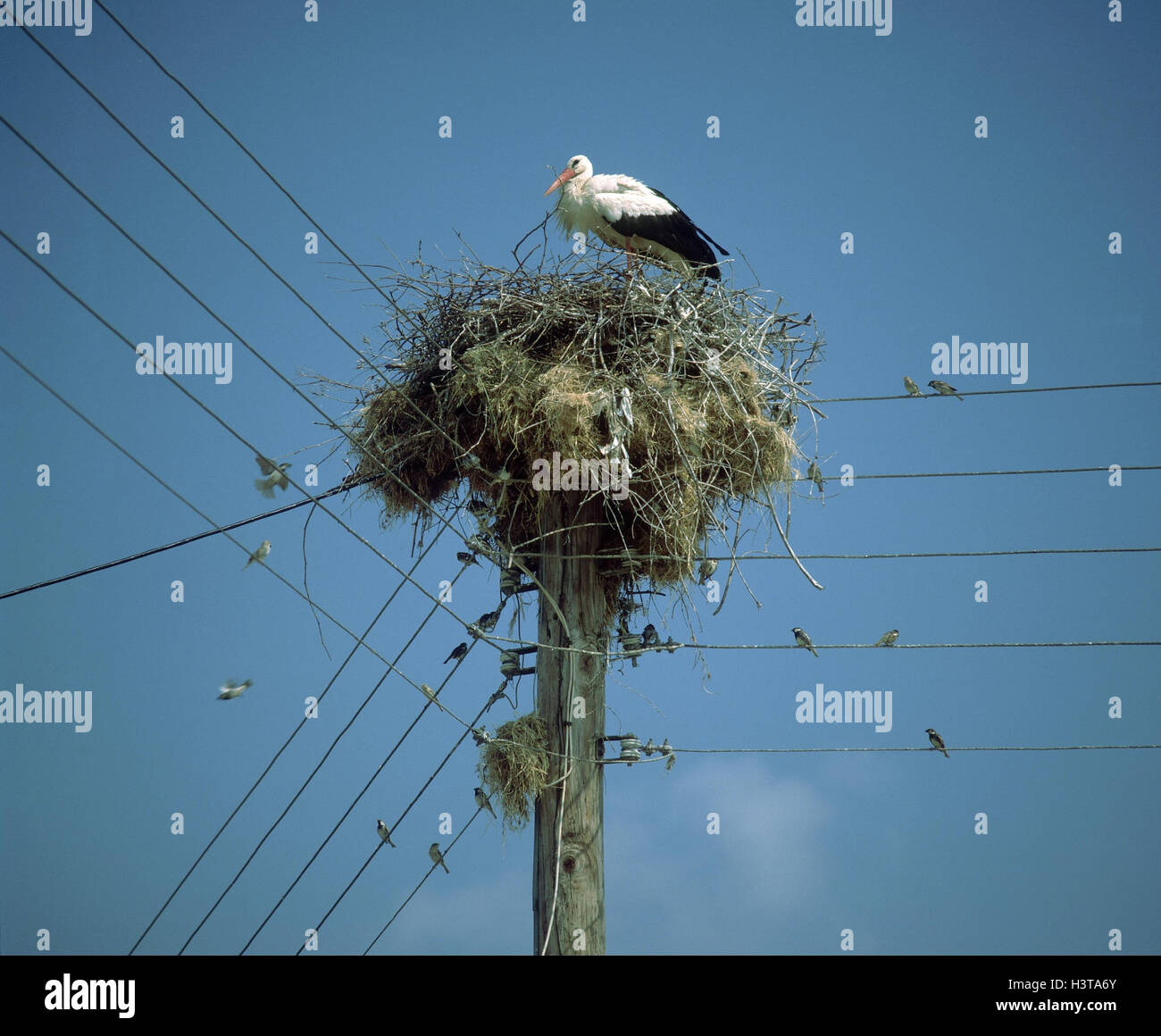 Nesting poles for storks hi-res stock photography and images - Alamy