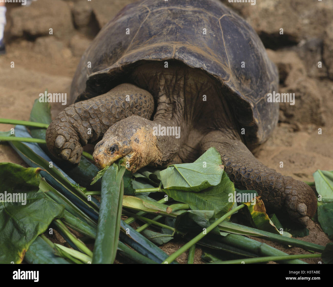 Ecuador, Galapagos islands, gigantic tortoise, eat, nature, leaves ...