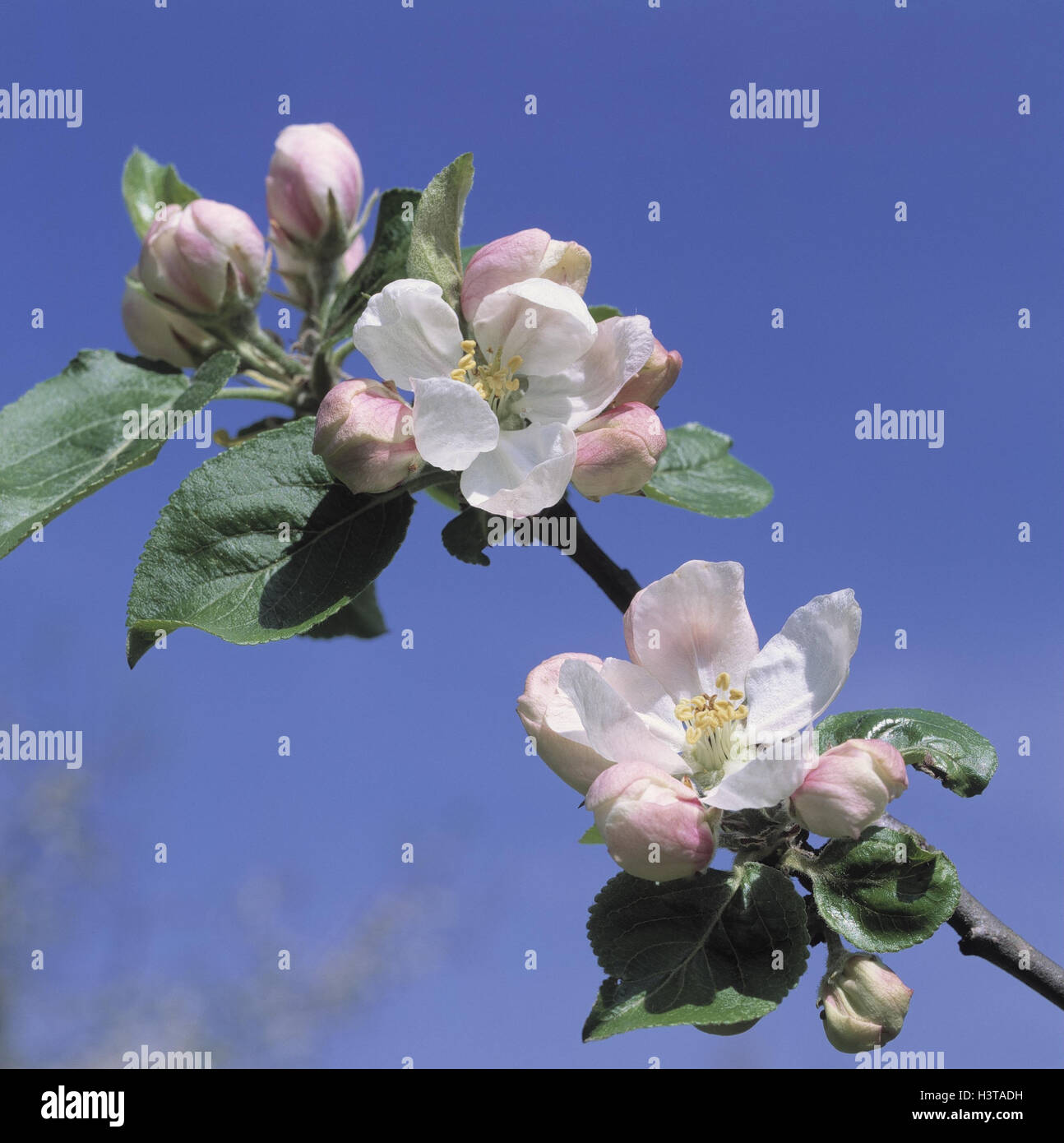 Apple-tree, branch, blossoms, close up, fruit-tree, apple, Malus spec ...